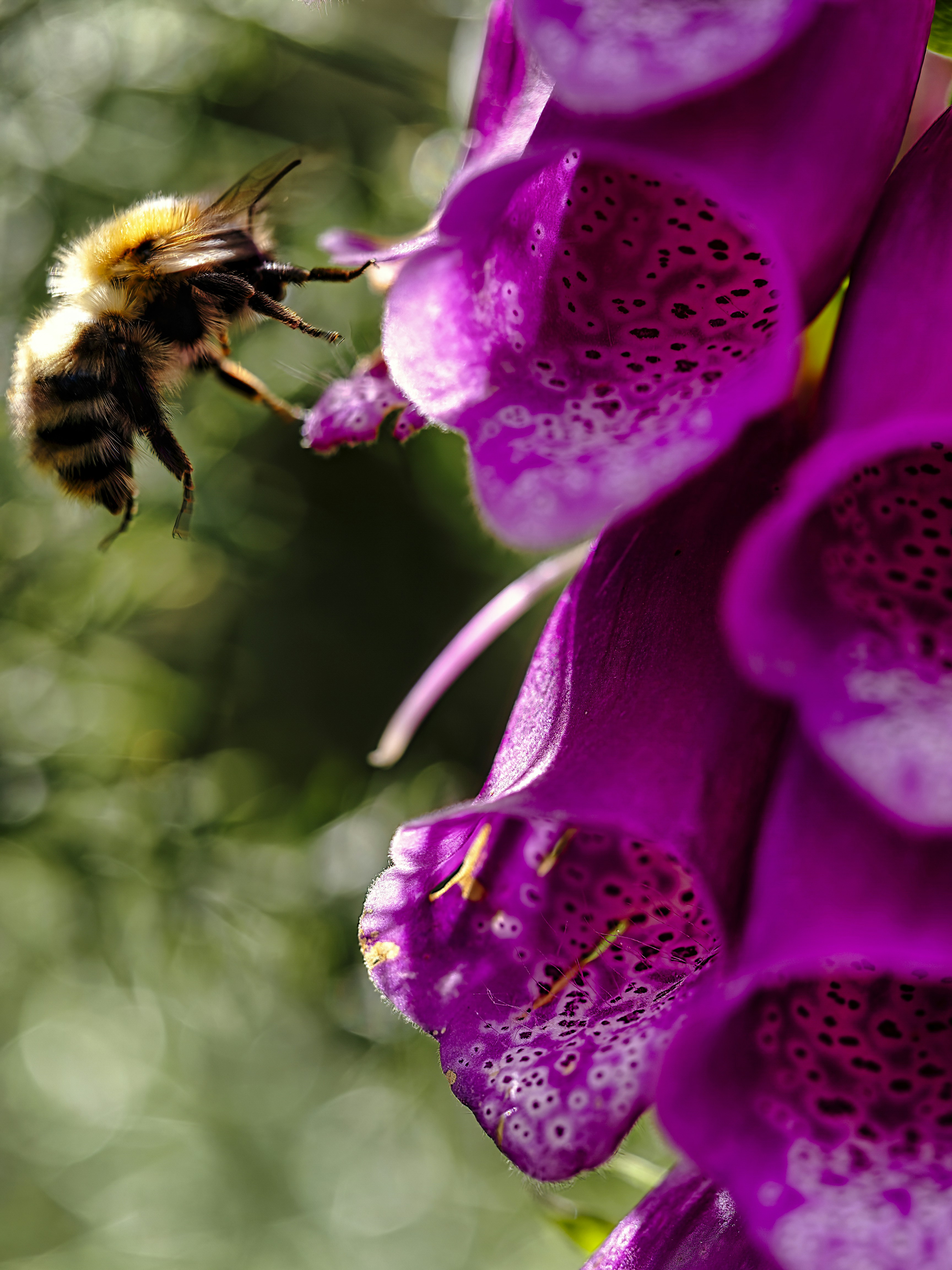 Permission To Land. A different kind of aerial image for me, but aerial nonetheless. A busy bee harvesting from foxglove's in the sunshine.