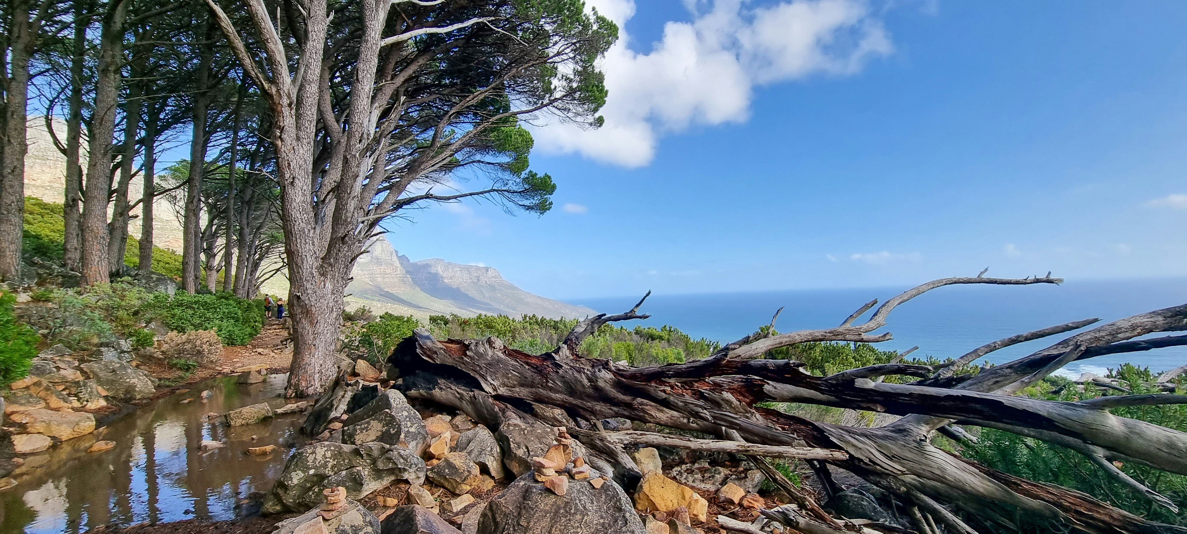 Coastal photograph of a rocky shoreline with tangled driftwood and a pine-lined edge, leading to calm blue sea under a bright sky.