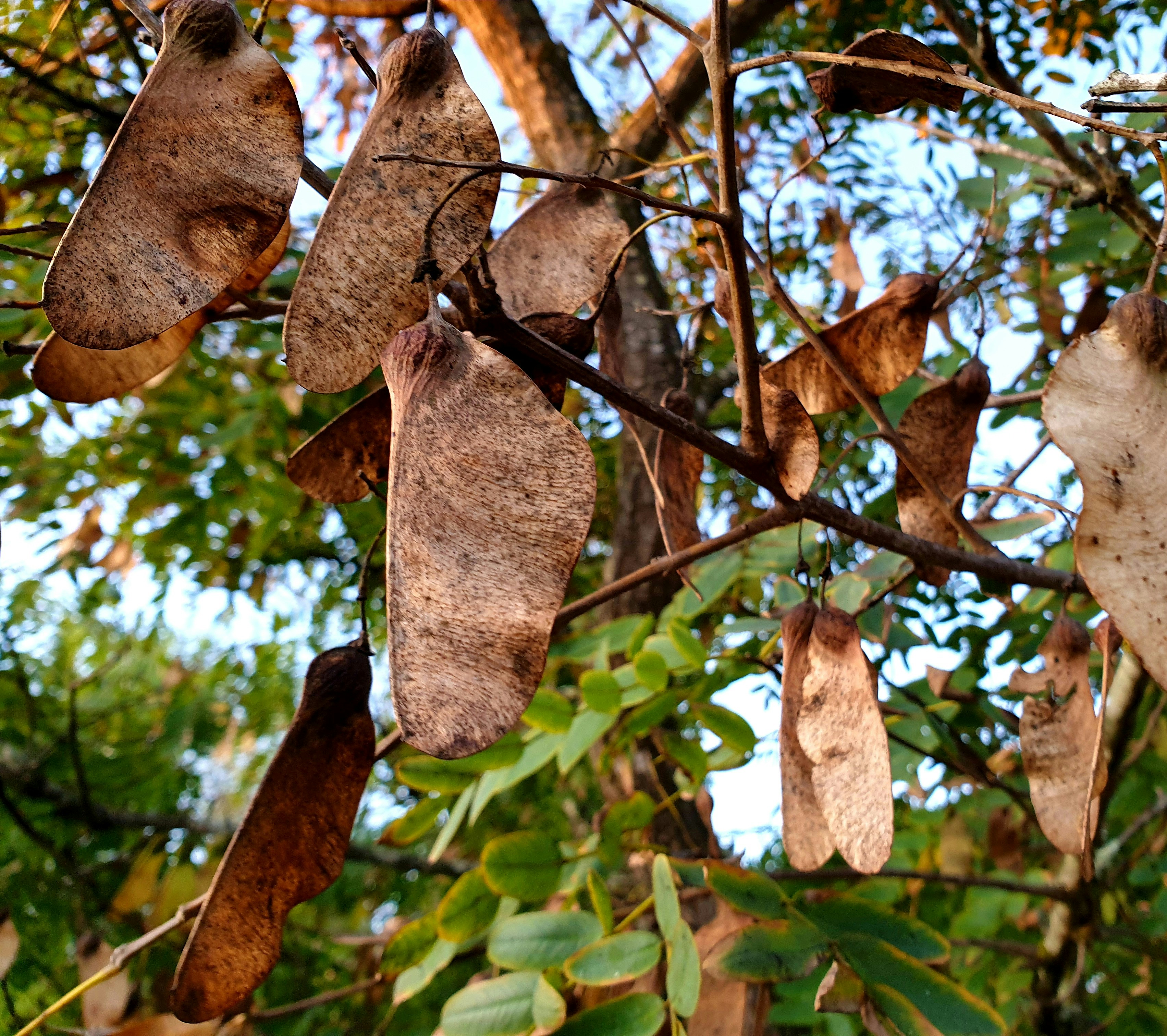 A group of bags from a tree photo – Free Pods Image on Unsplash