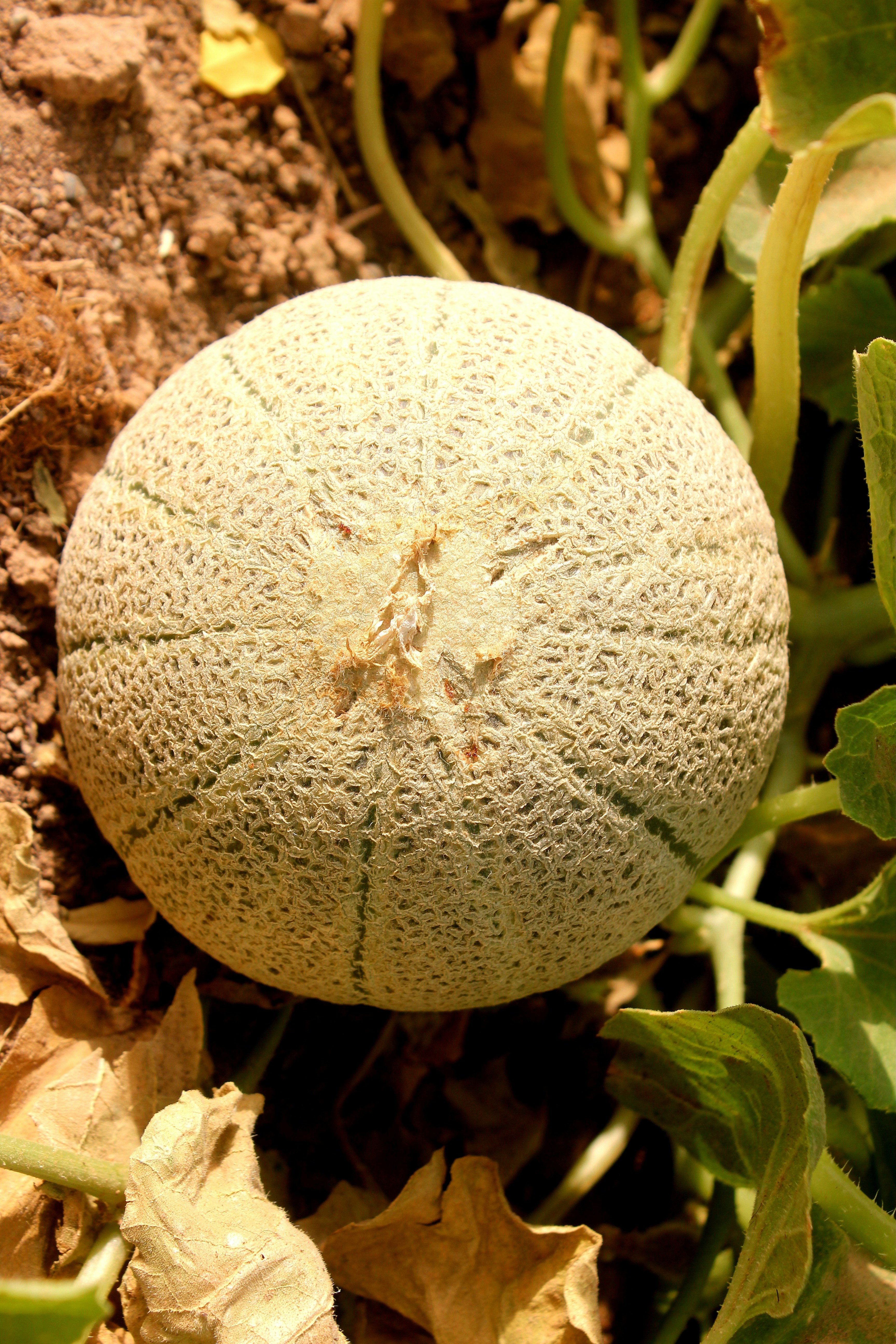 Nature's Hidden Treasure: The Melon Beneath the Leaves