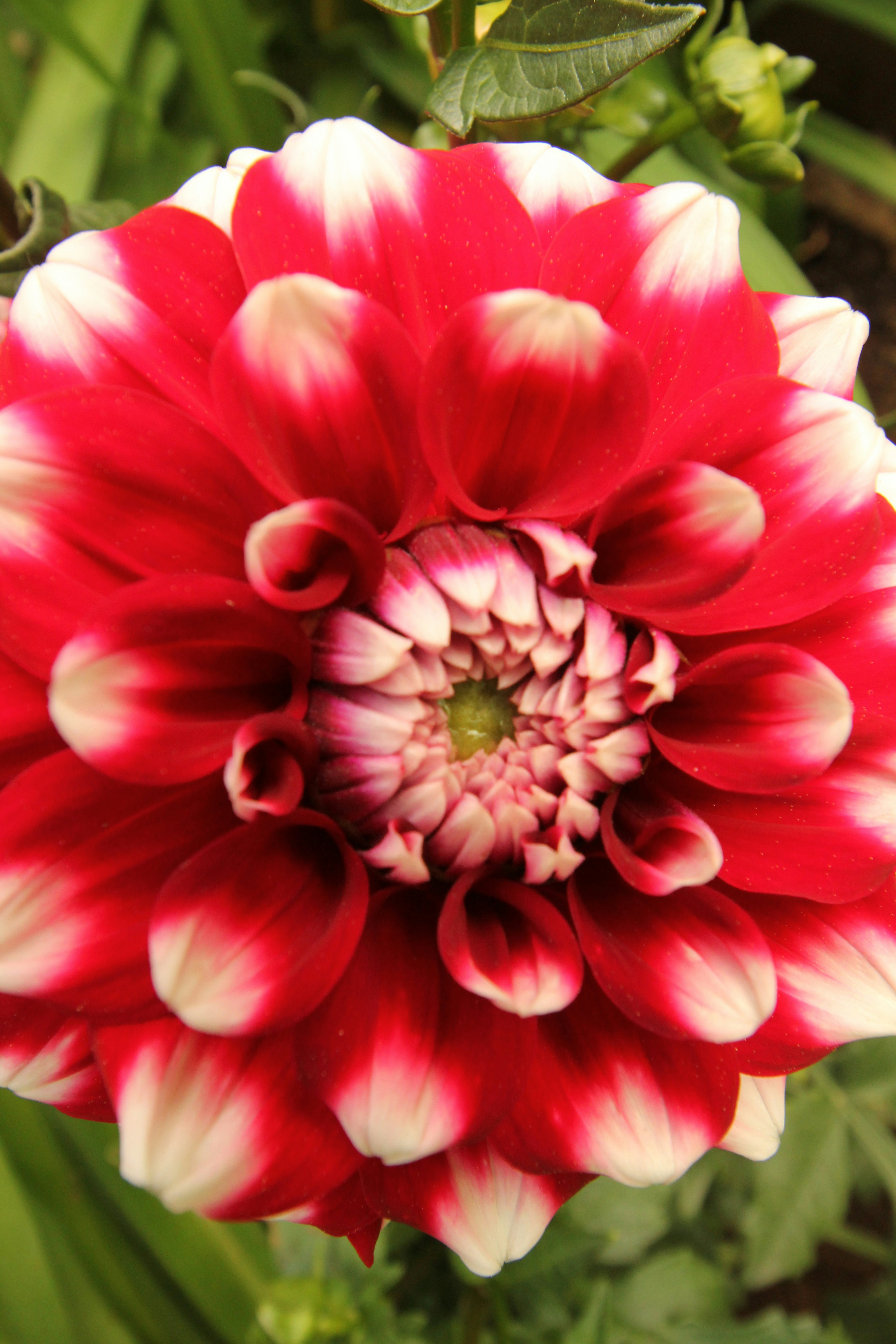 Susan Jones (@florian_jack_designs) | Unsplash Photo Community