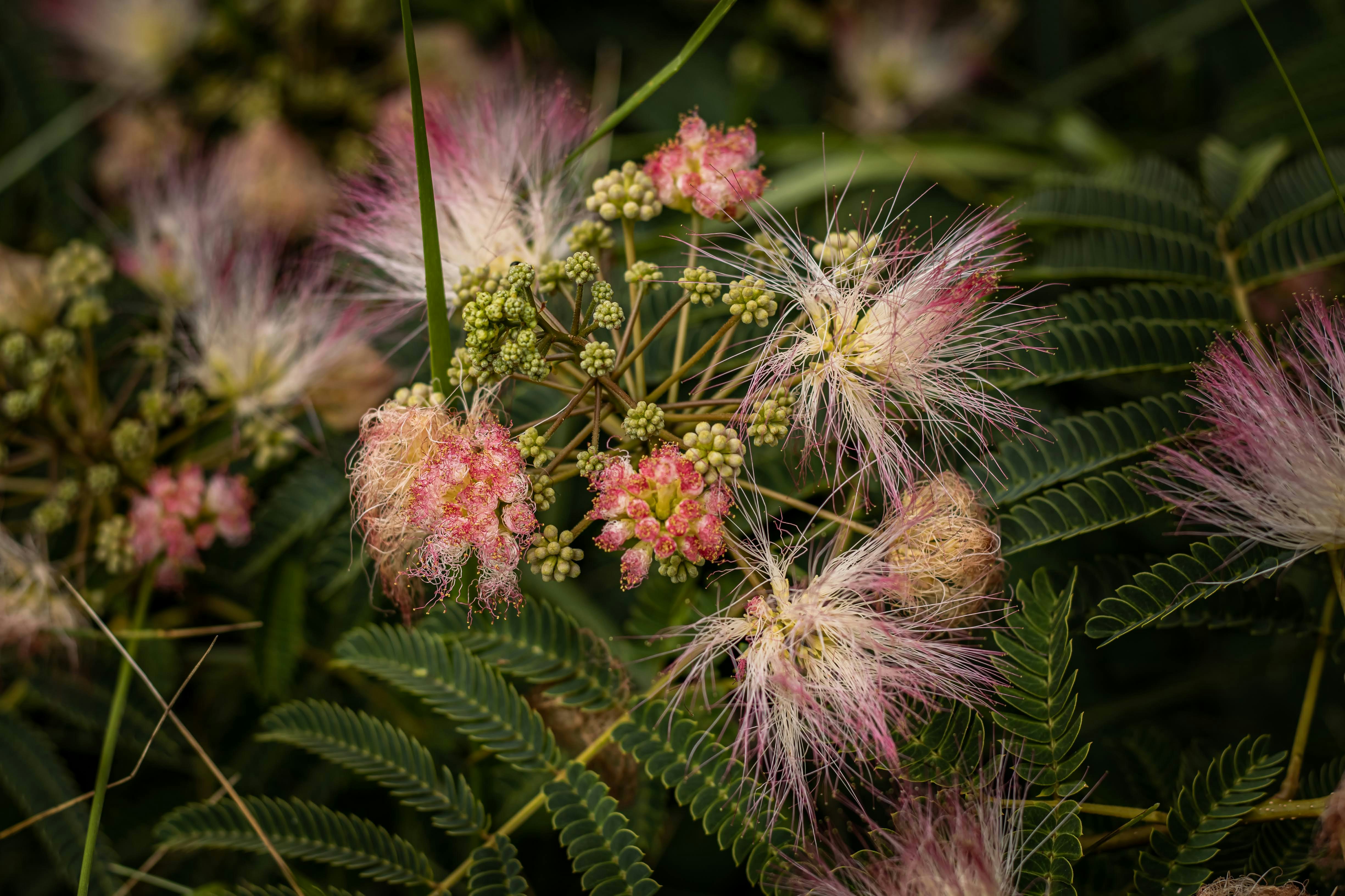 Pink Silk Puffs Amid Fernlike Leaves: A Close-Up of Mimosa Blossoms
