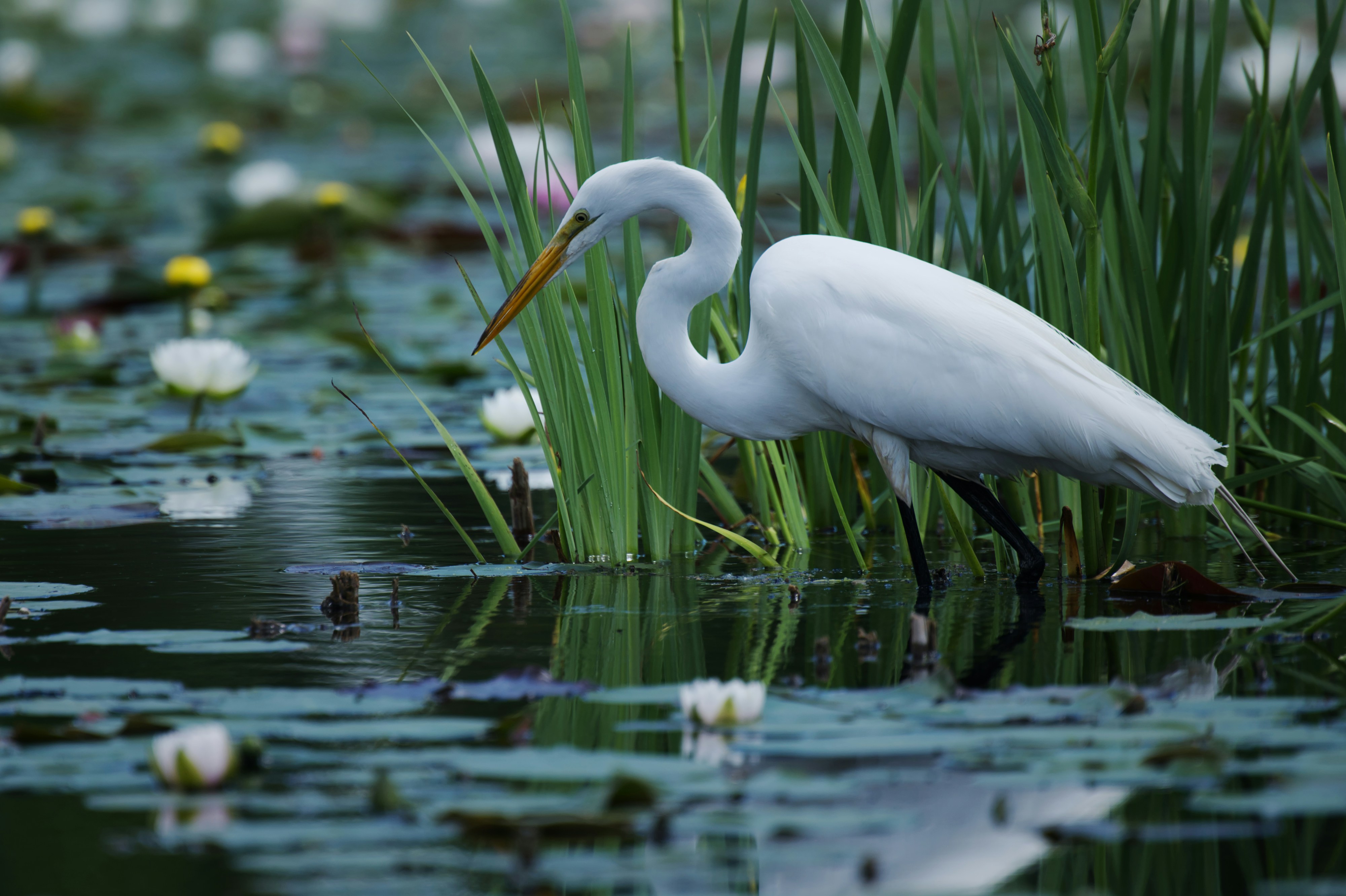 Elegance in Still Waters: The Great Egret's Serenade
