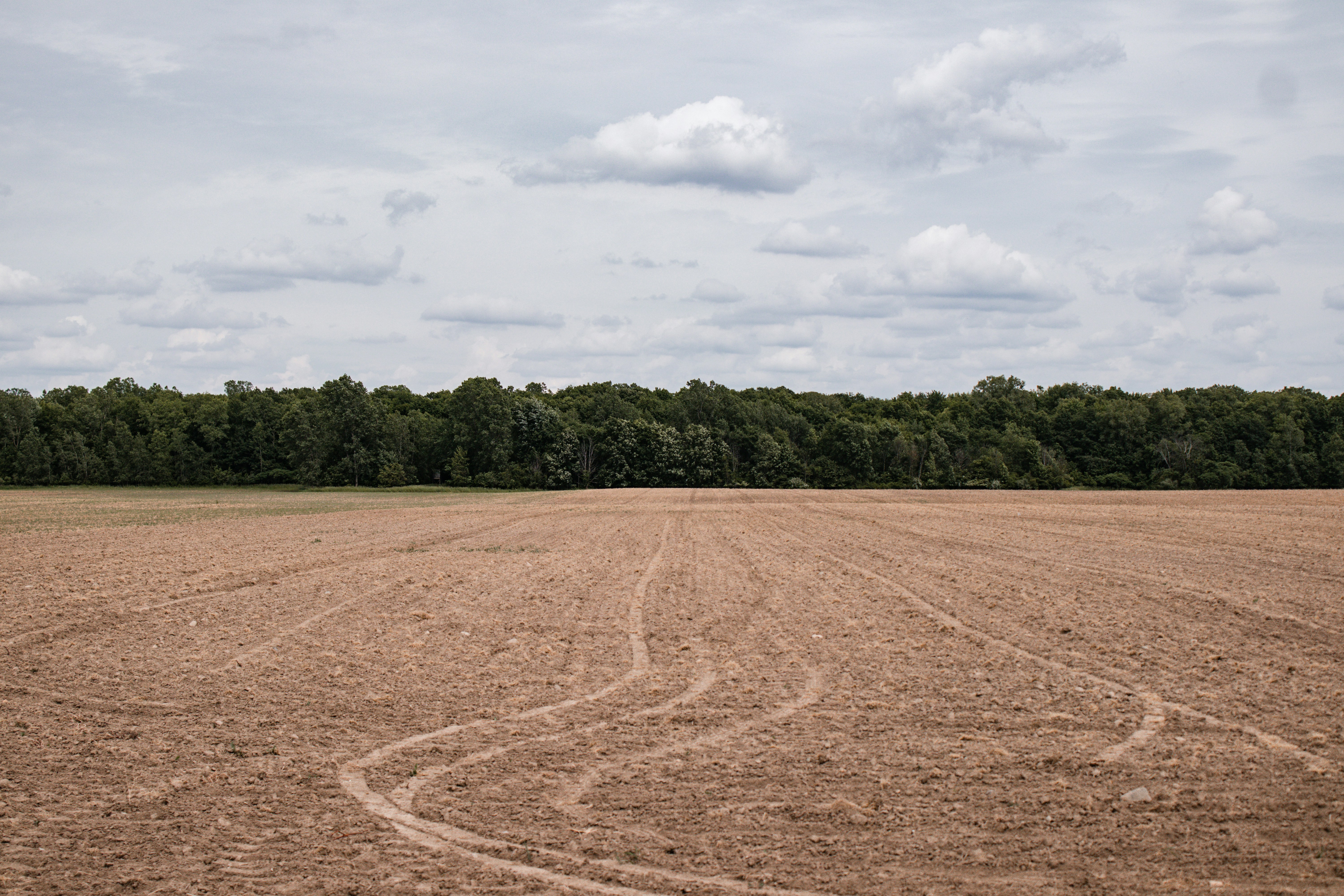 Curved tire tracks thread across a sunlit field toward the distant tree line