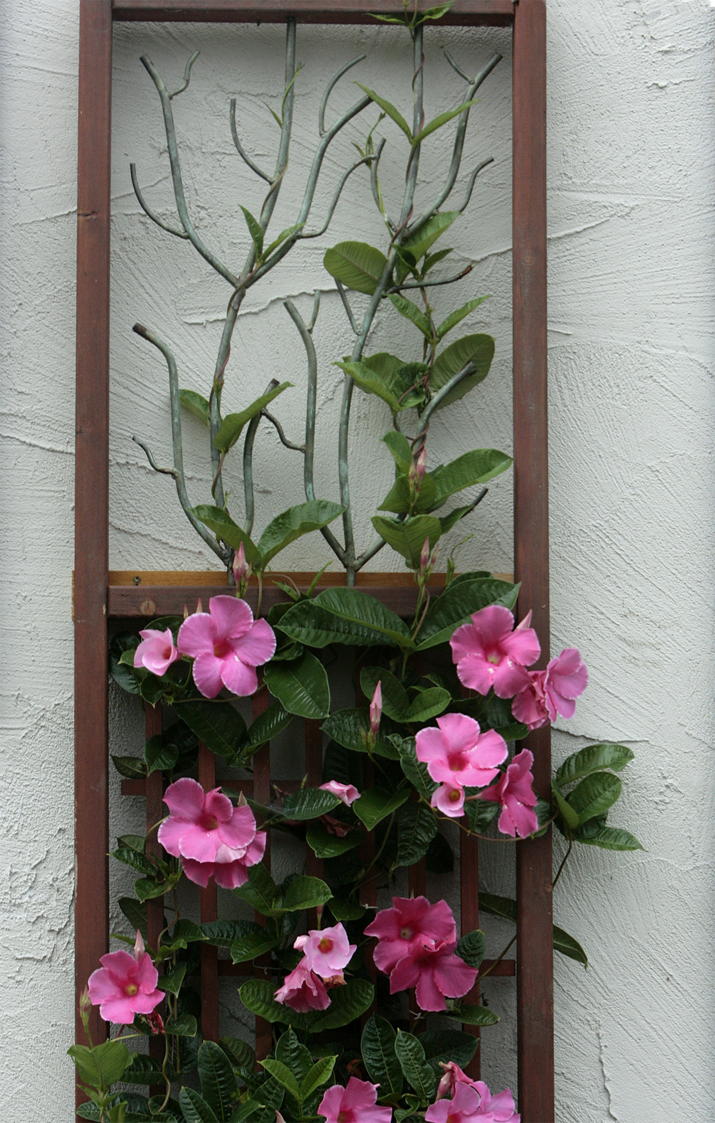 Hibiscus in a Lattice Frame: Pink Blossoms Climbing a White Wall