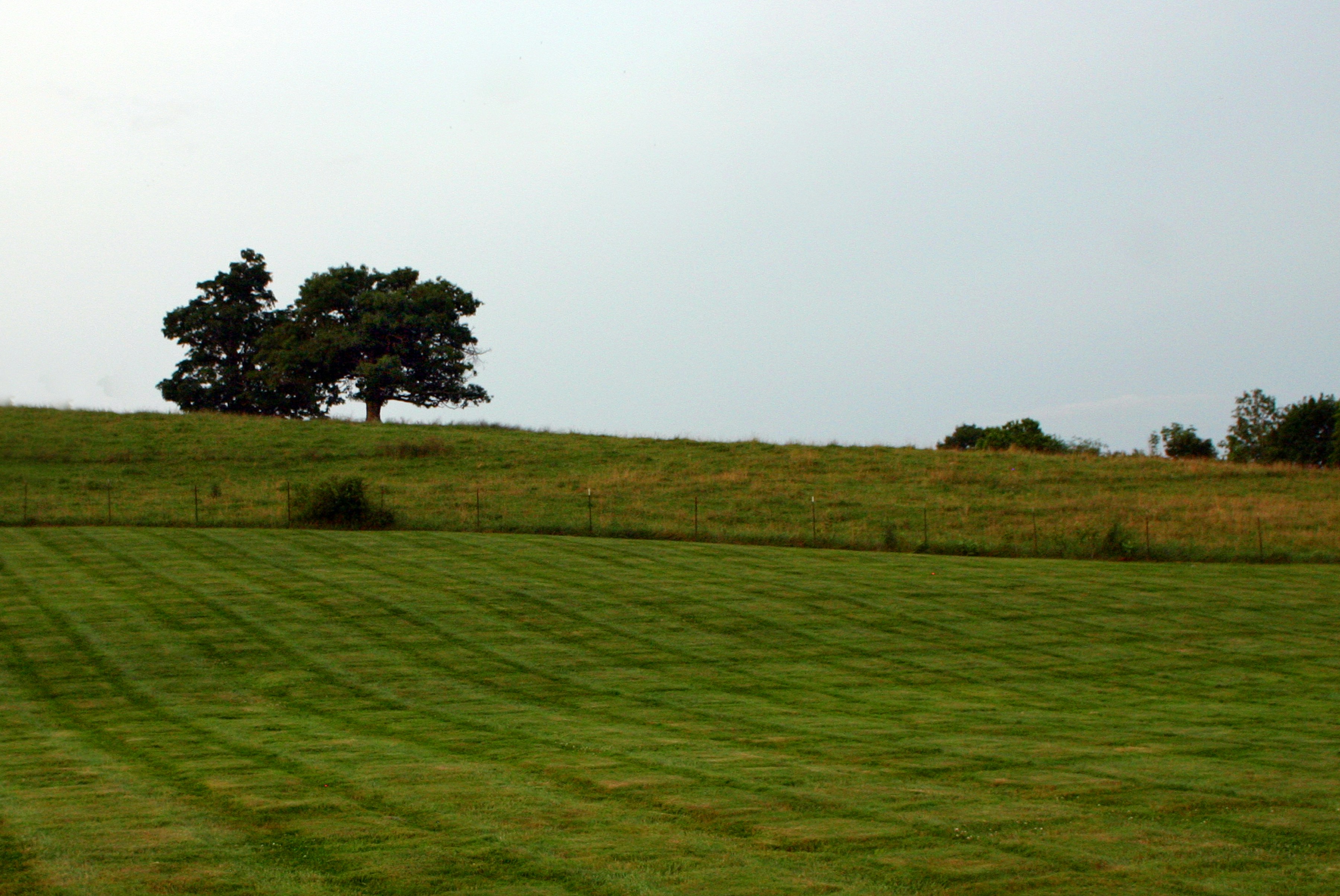Lush green field with meticulously mowed patterns and a solitary tree on a gentle hill under a soft sky.