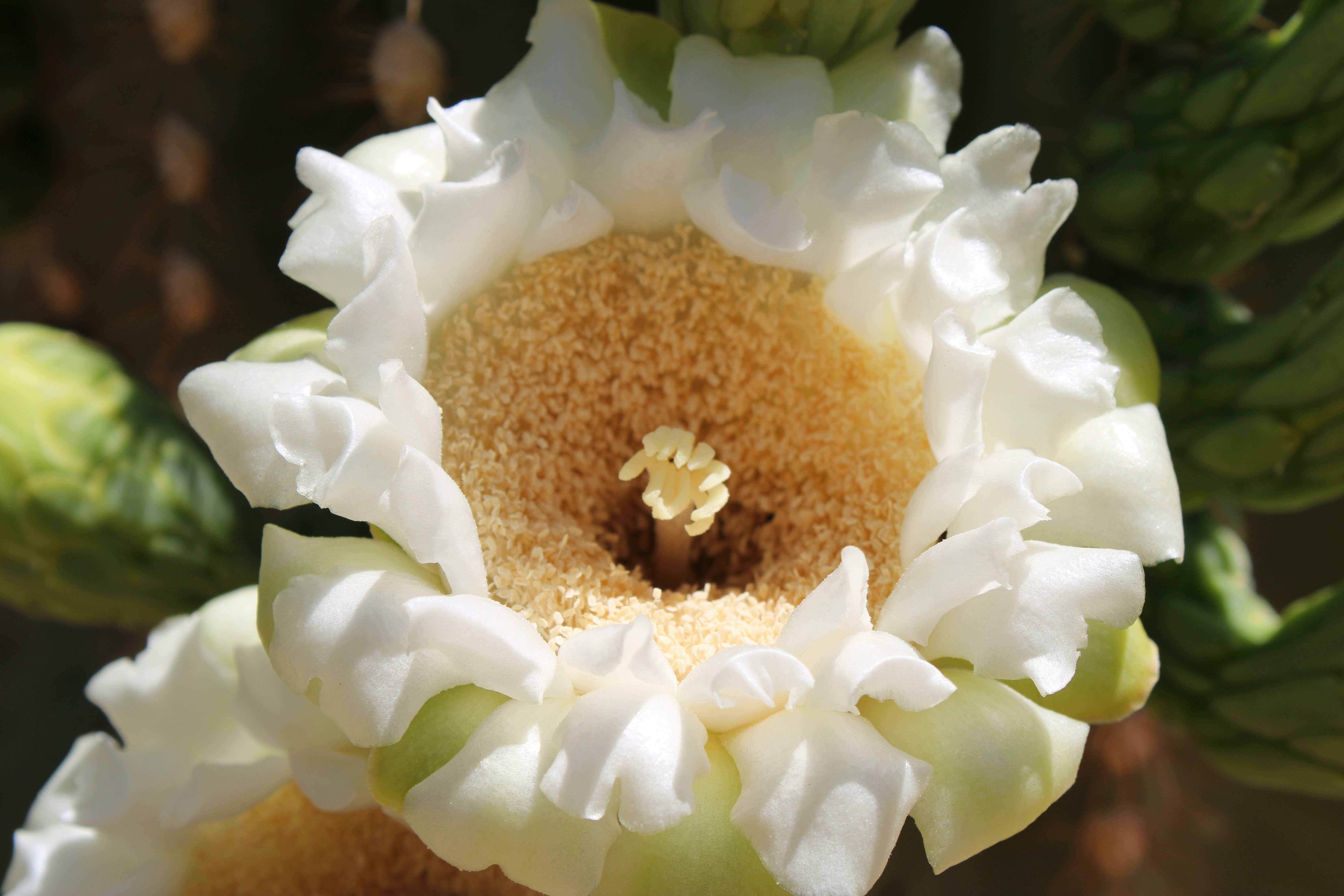 a white flower with a bee on it