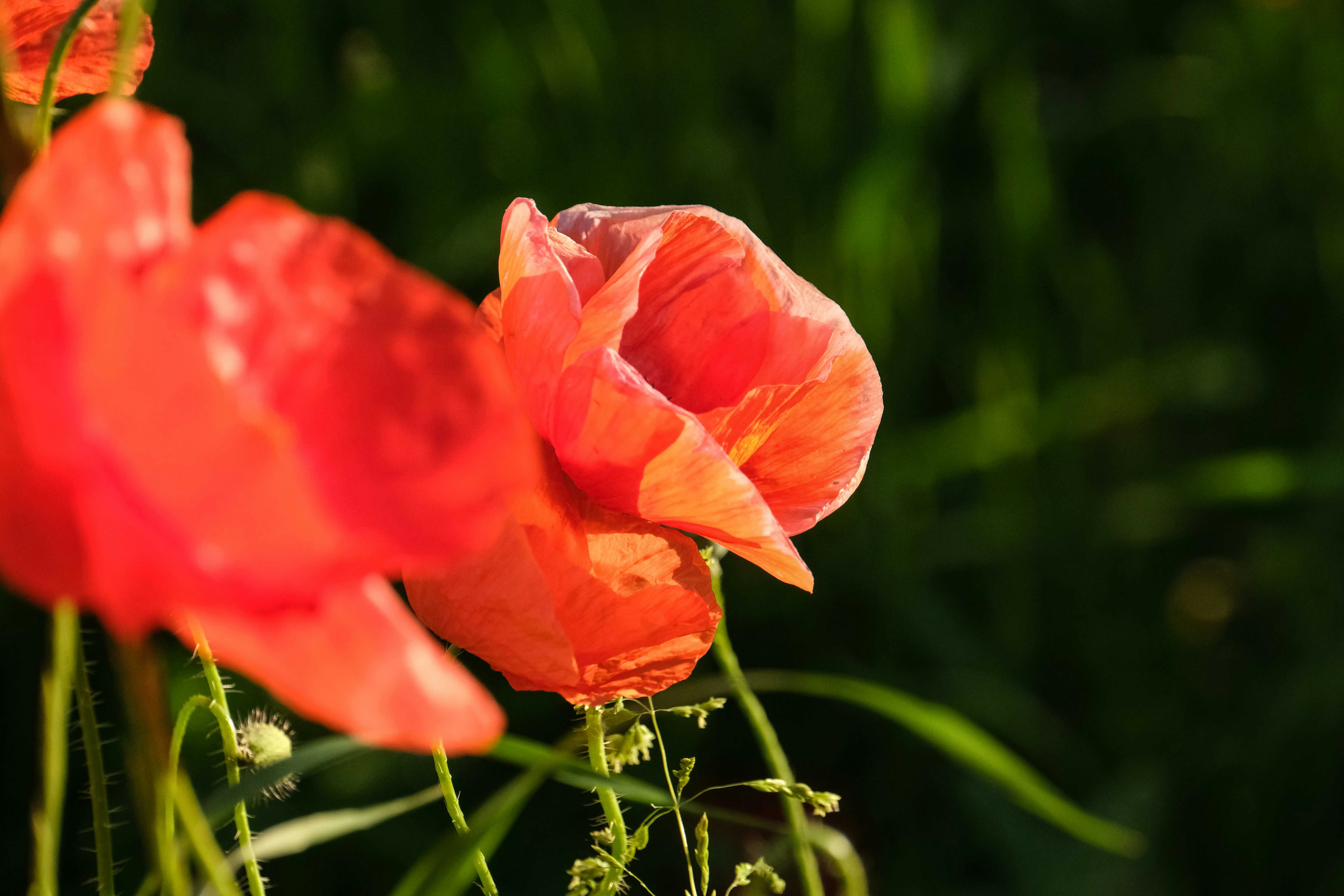 Quelques fleurs rouges photo – Photo Rouge Gratuite sur Unsplash