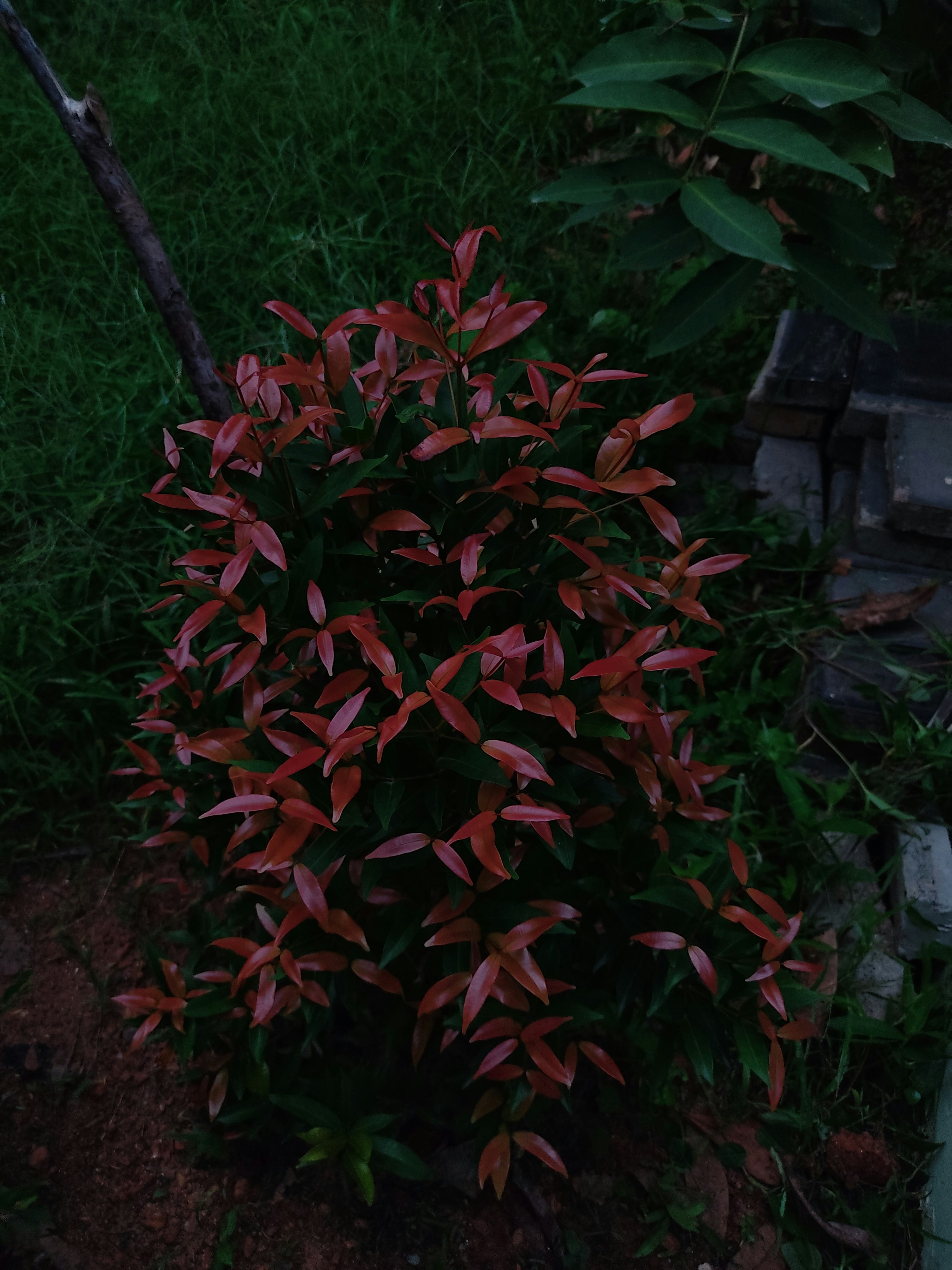 Low-light photograph of a compact shrub with red leaves centered in a garden bed. Grass and a stone staircase frame the plant.