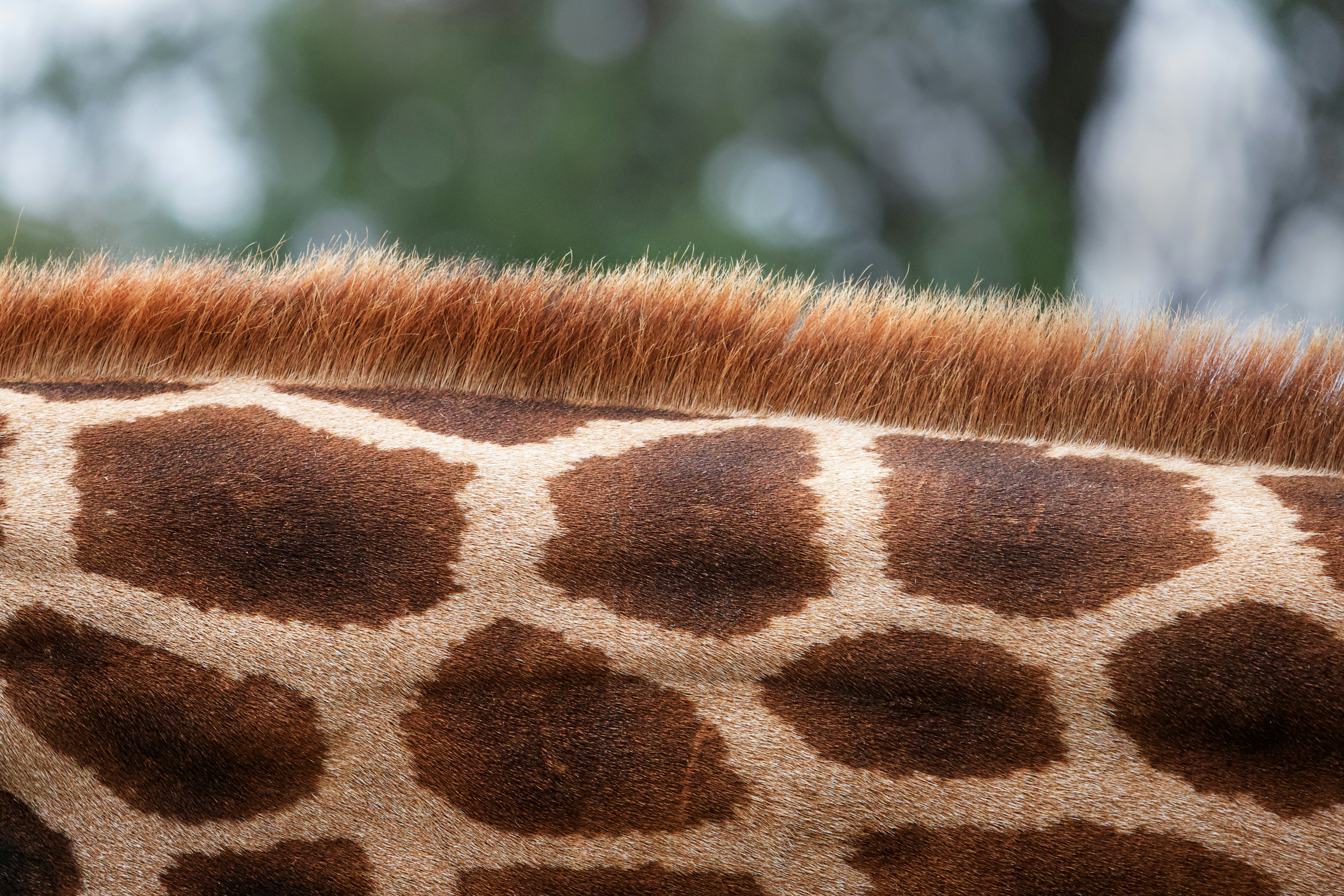Close-up of a giraffe's patterned skin, showcasing the unique texture and coloration of its coat. The image highlights the intricate details of the giraffe's fur and spots.