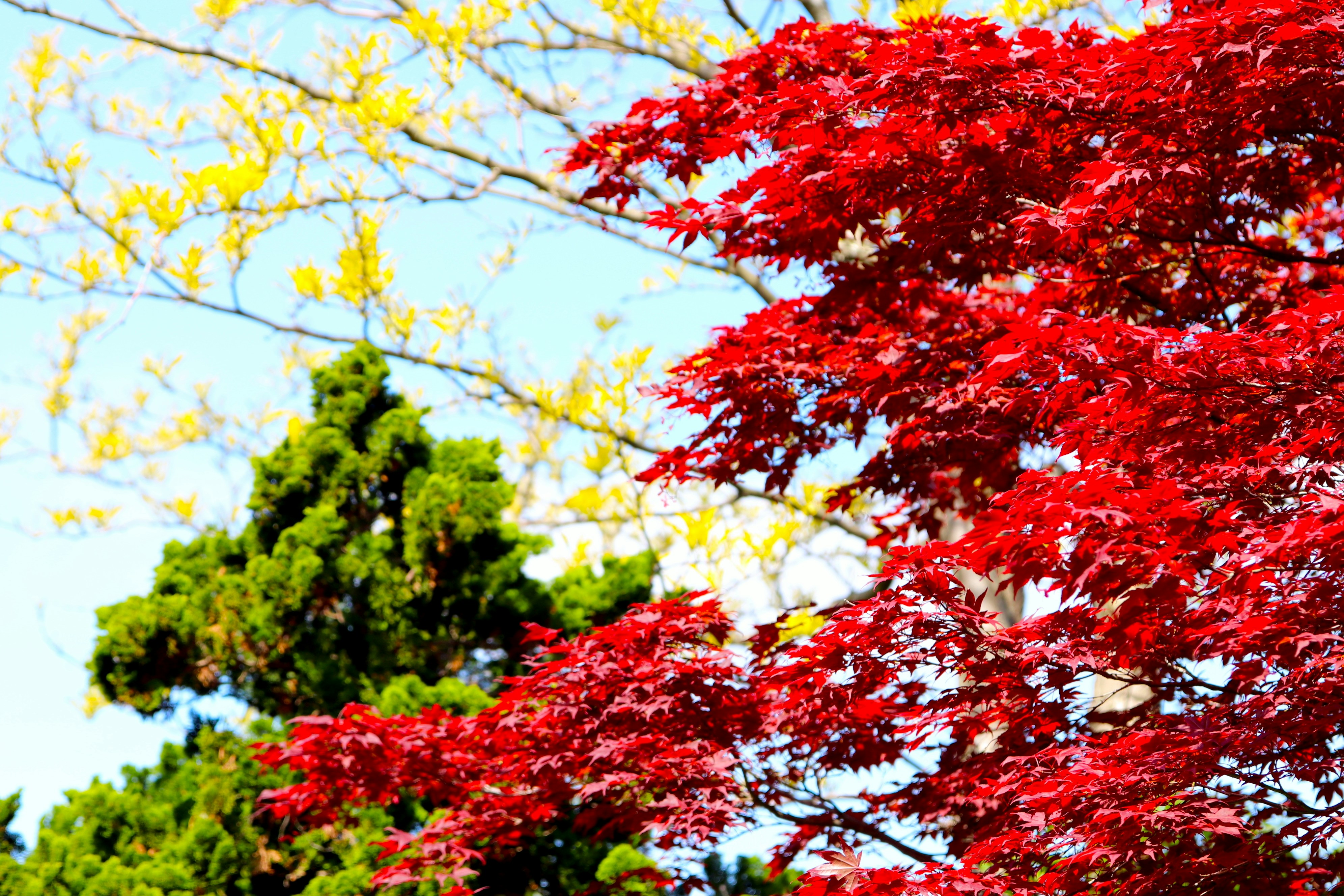 a group of trees with red leaves