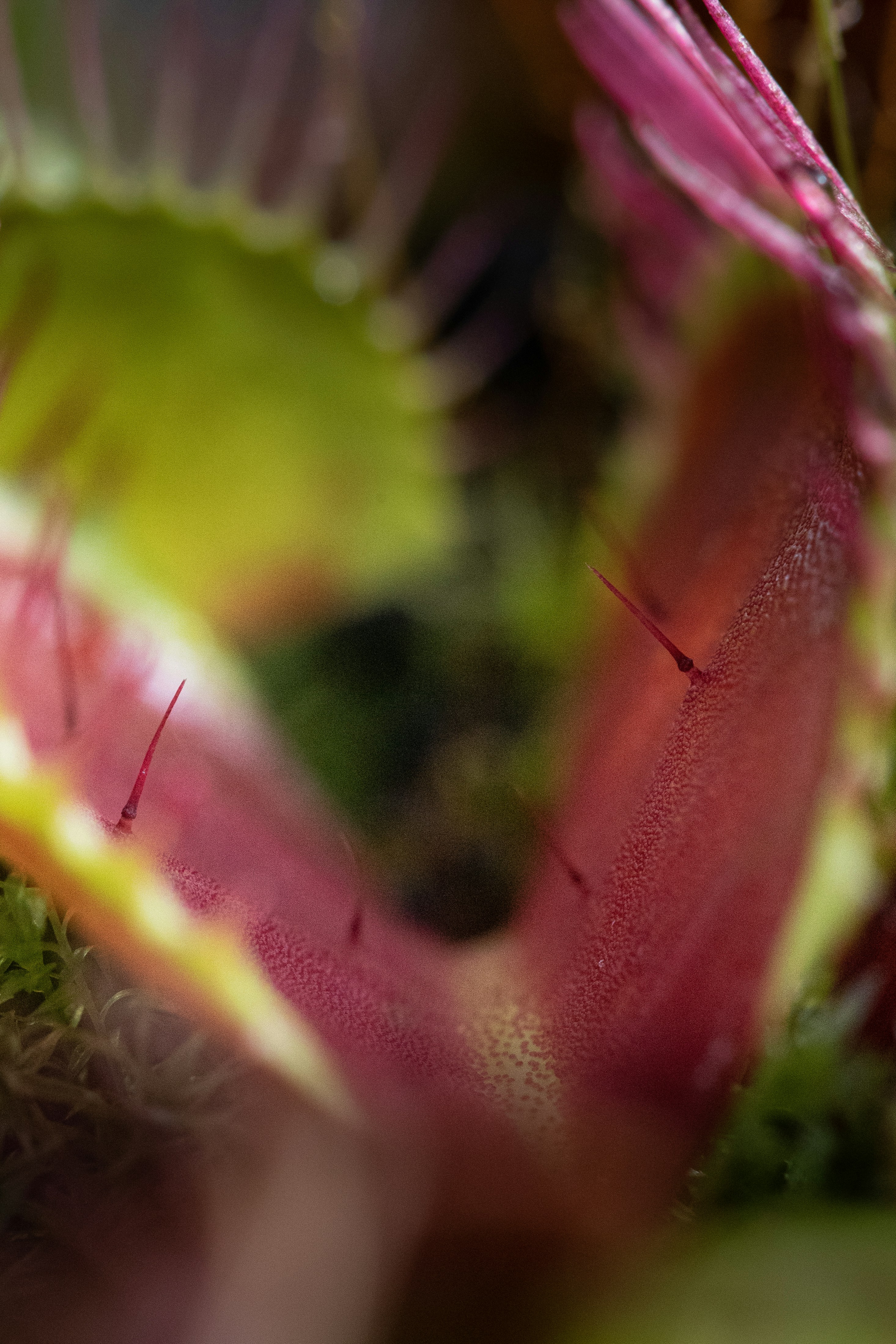 A close up of a plant photo – Free Botanischer garten basel Image on ...