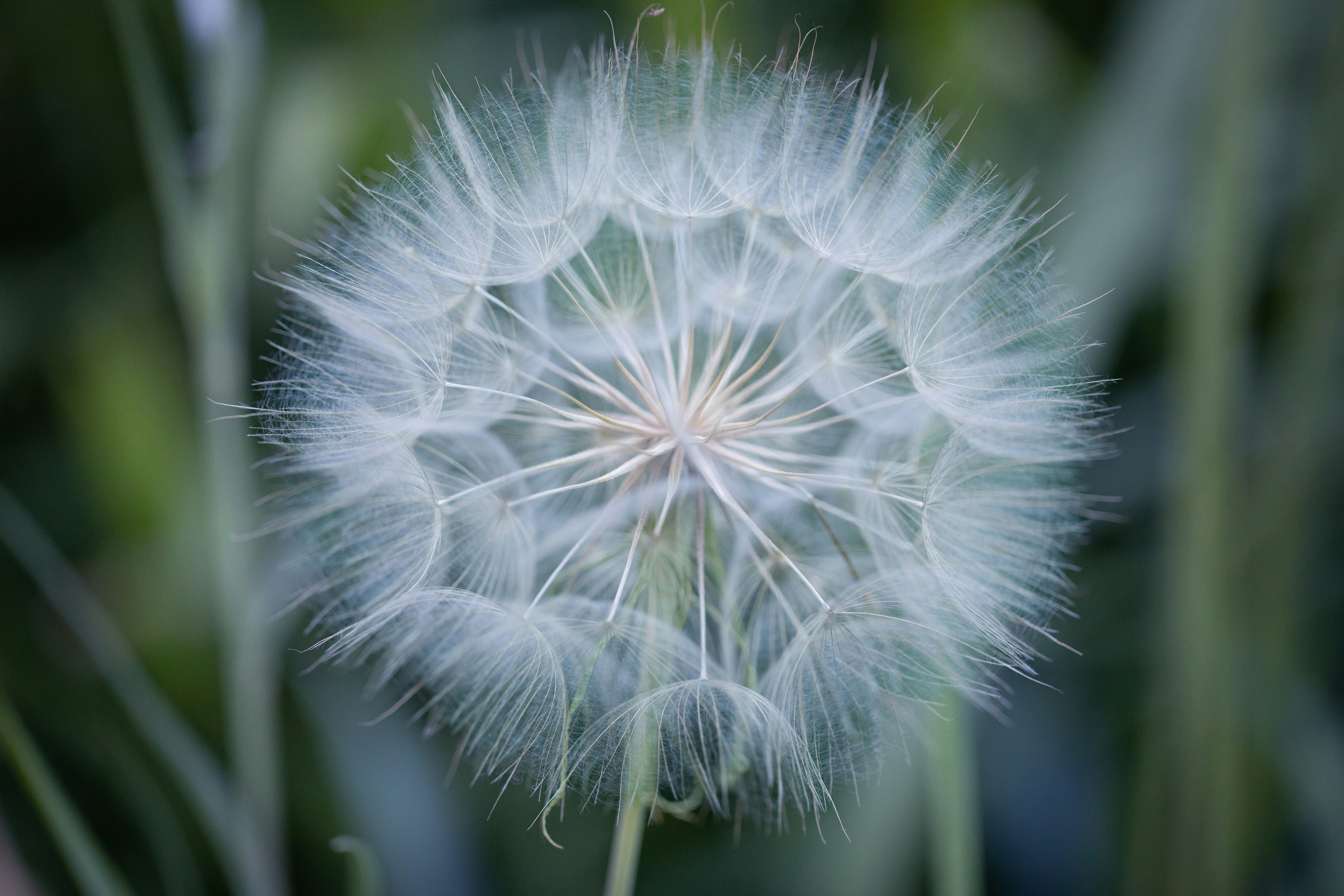 Gros plan d’une fleur de pissenlit photo – Photo Gris Gratuite sur Unsplash