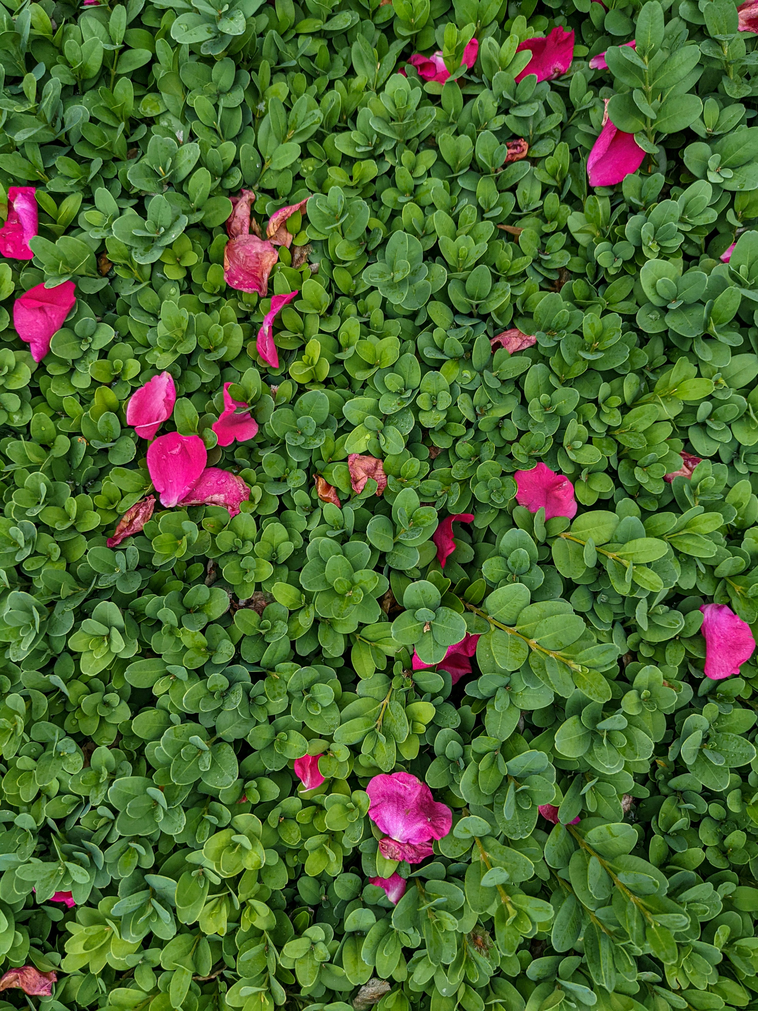 Bright pink rose petals scattered over lush green foliage.