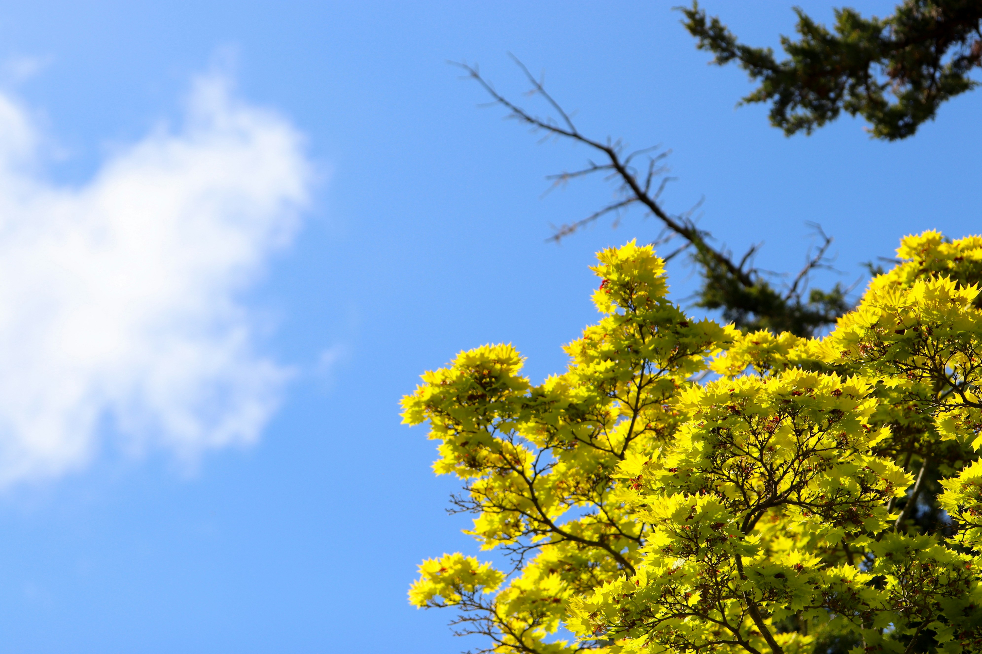 Bright Leaf Crown Framed by a Clear Azure Sky