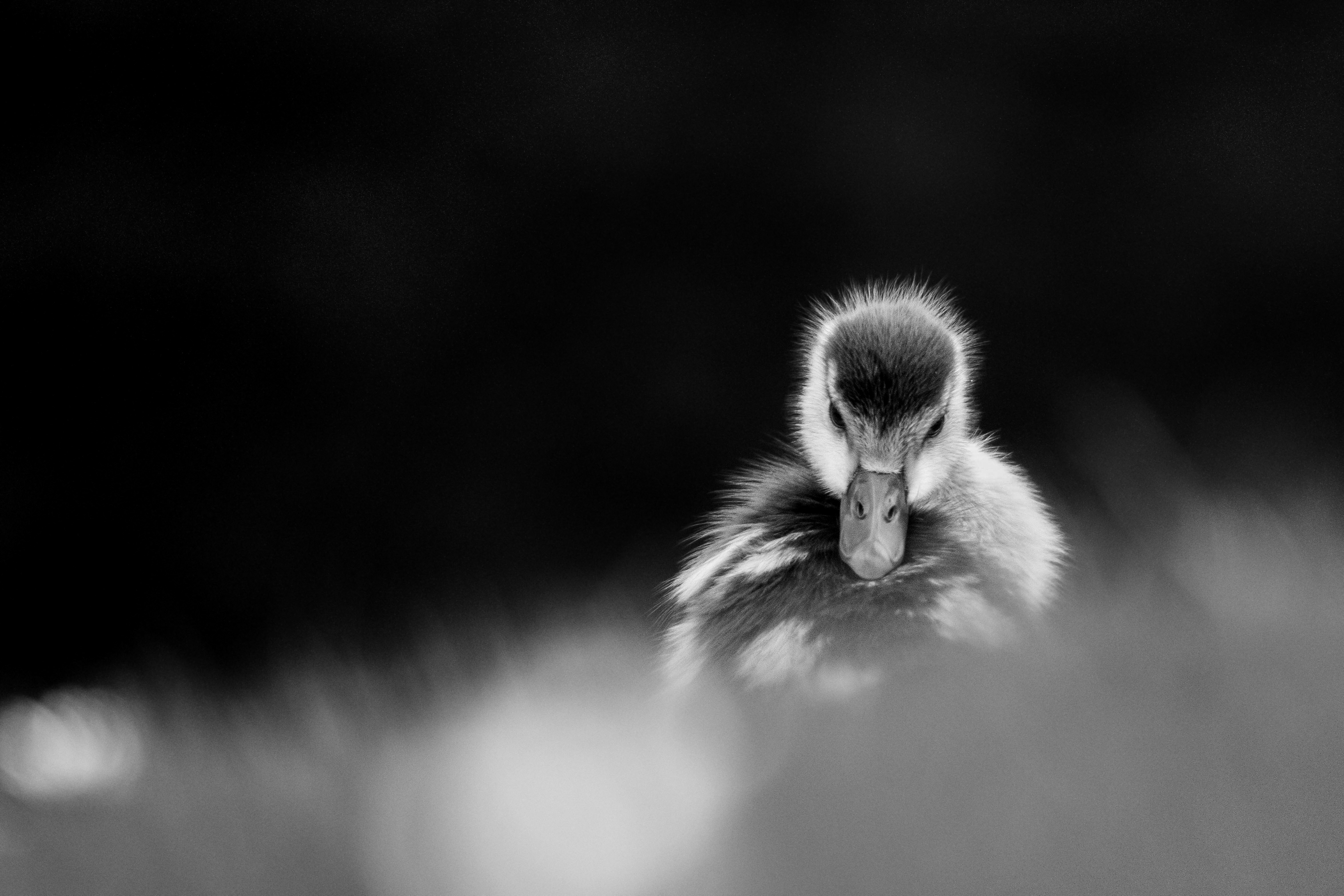 Muted Vigil: a duckling's calm gaze through blurred grasses