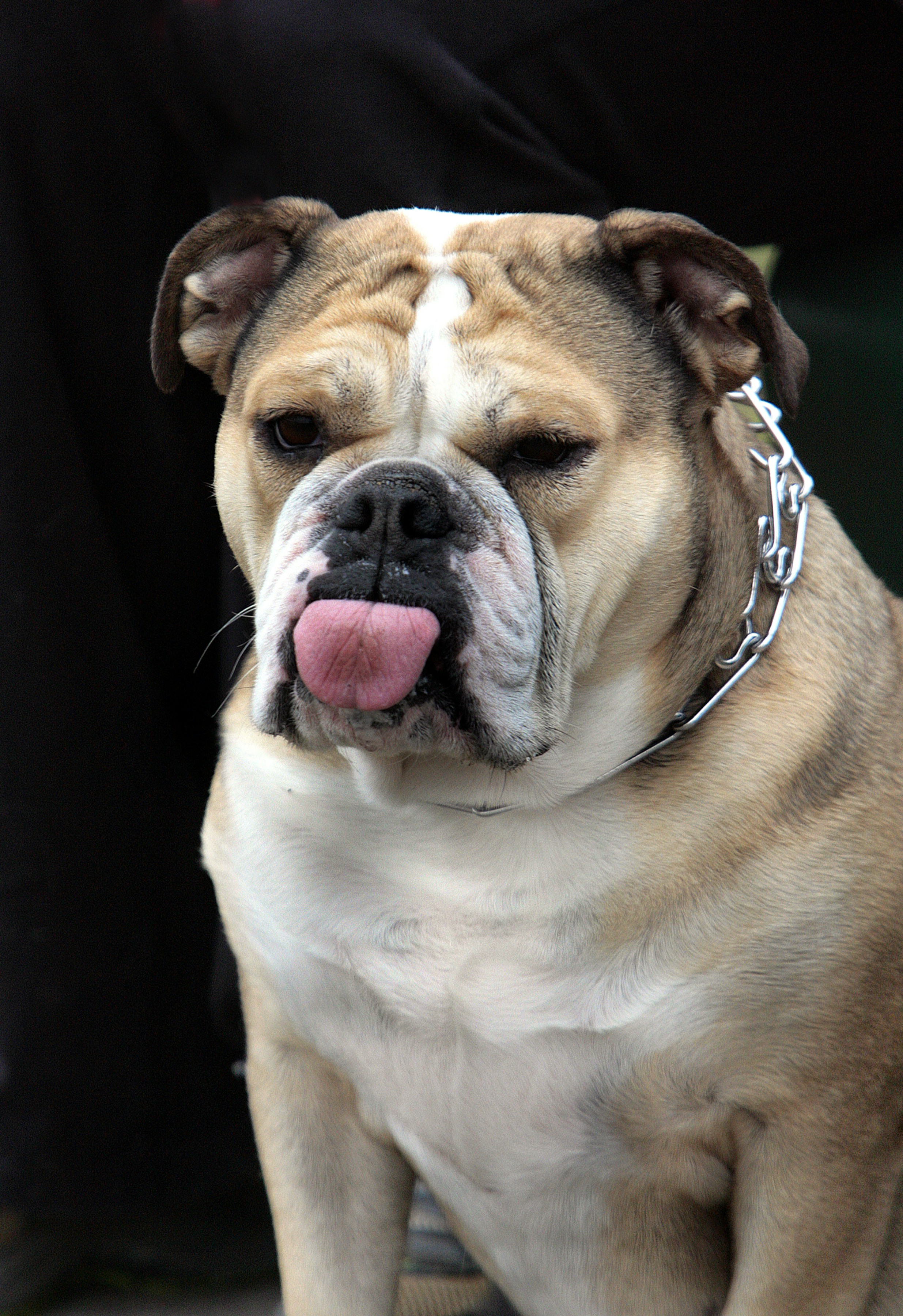 Midday Stare: The Bulldog's Expressive Gaze and Tongue