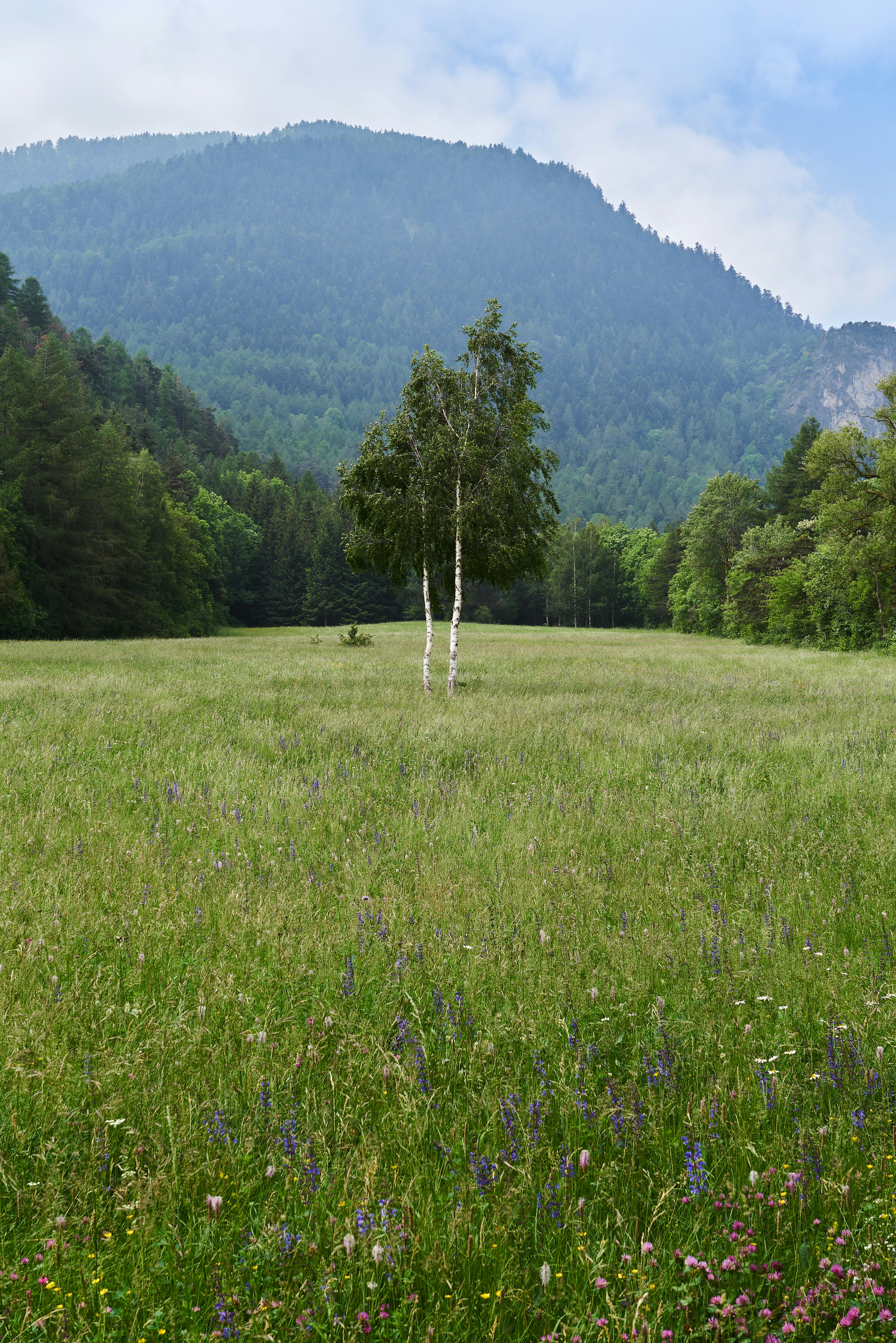 Twin Birch Sentinels in a Meadow of Wildflowers