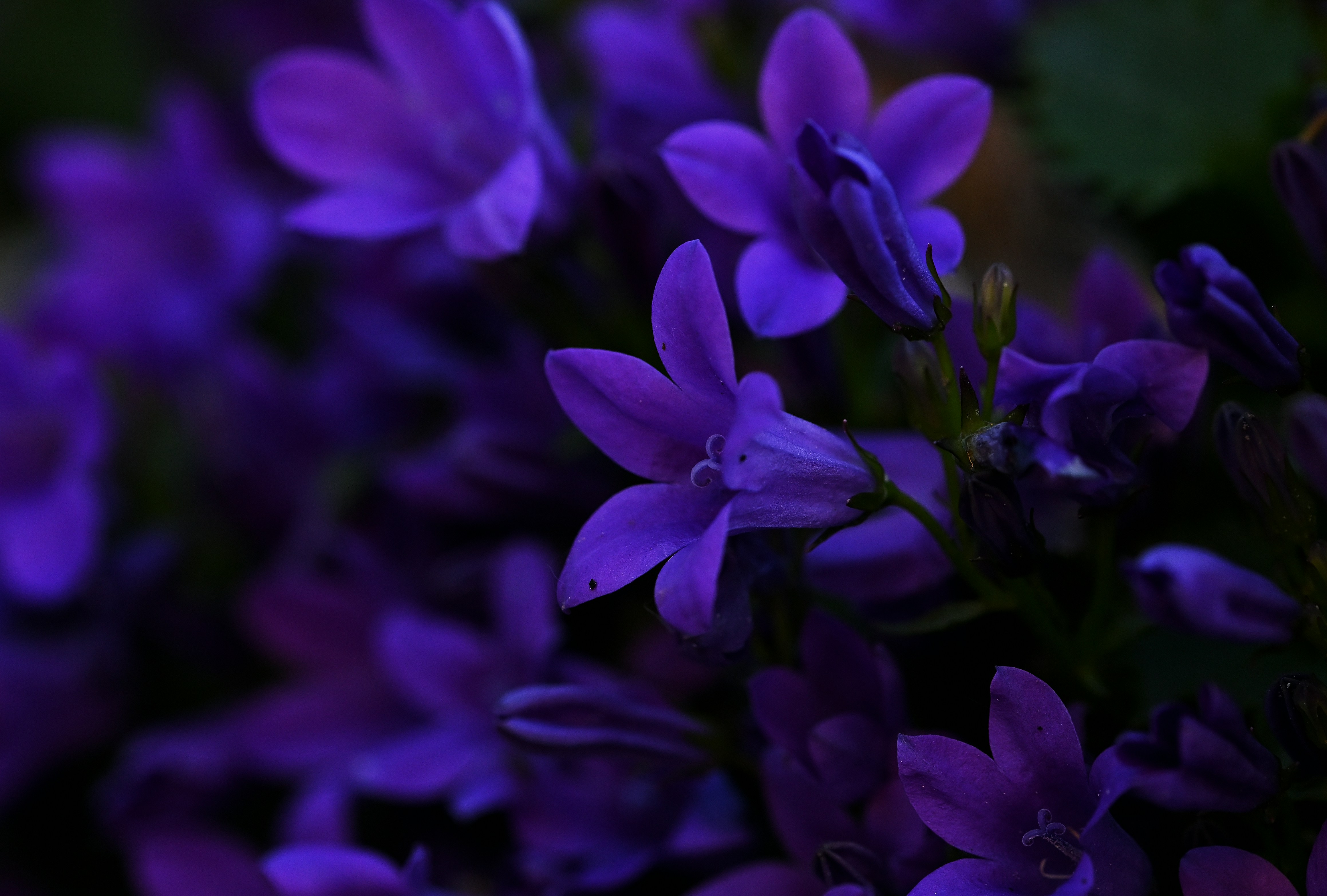 A close up of purple flowers photo – Free Purple Image on Unsplash