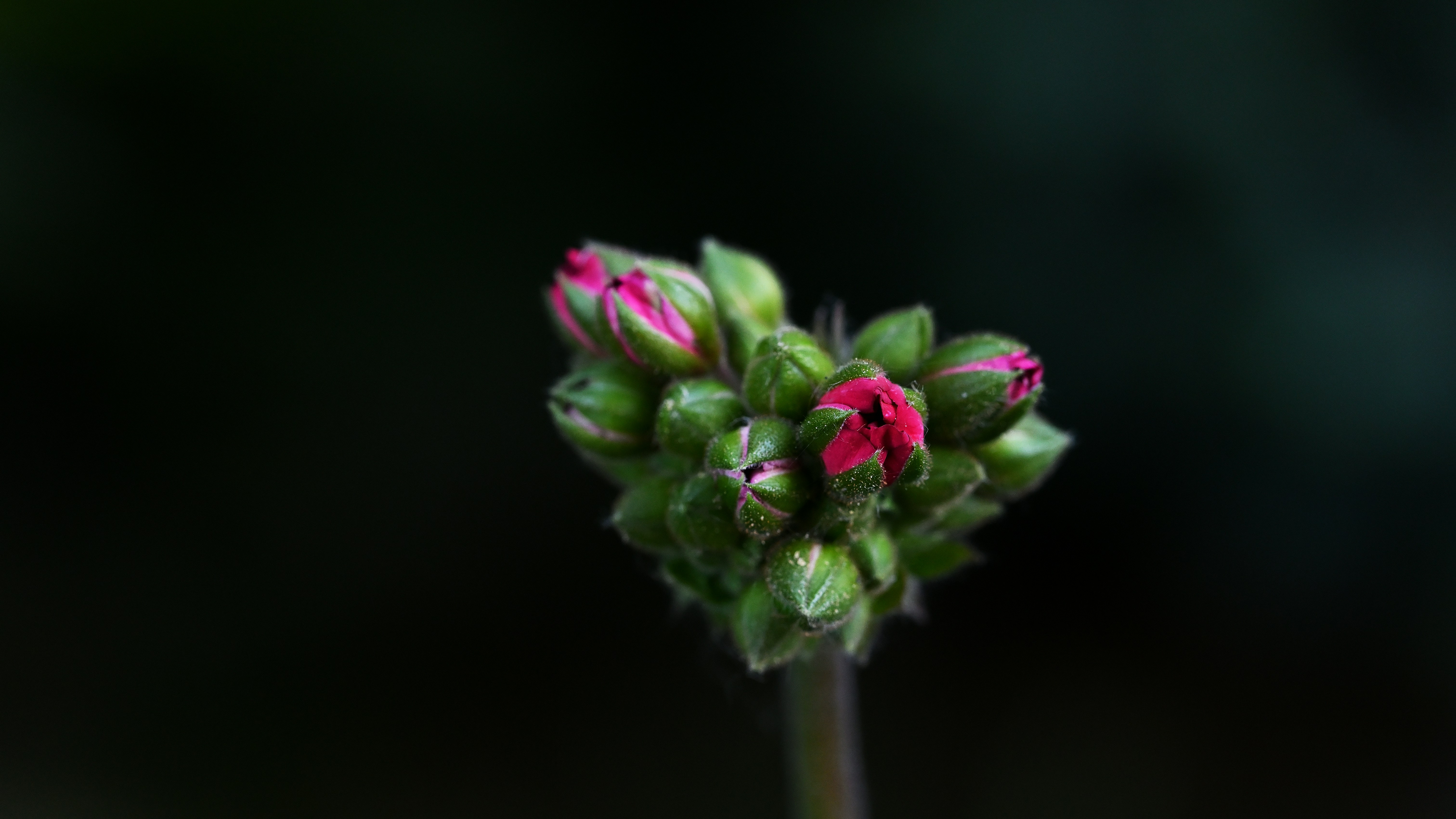 a close up of a flower