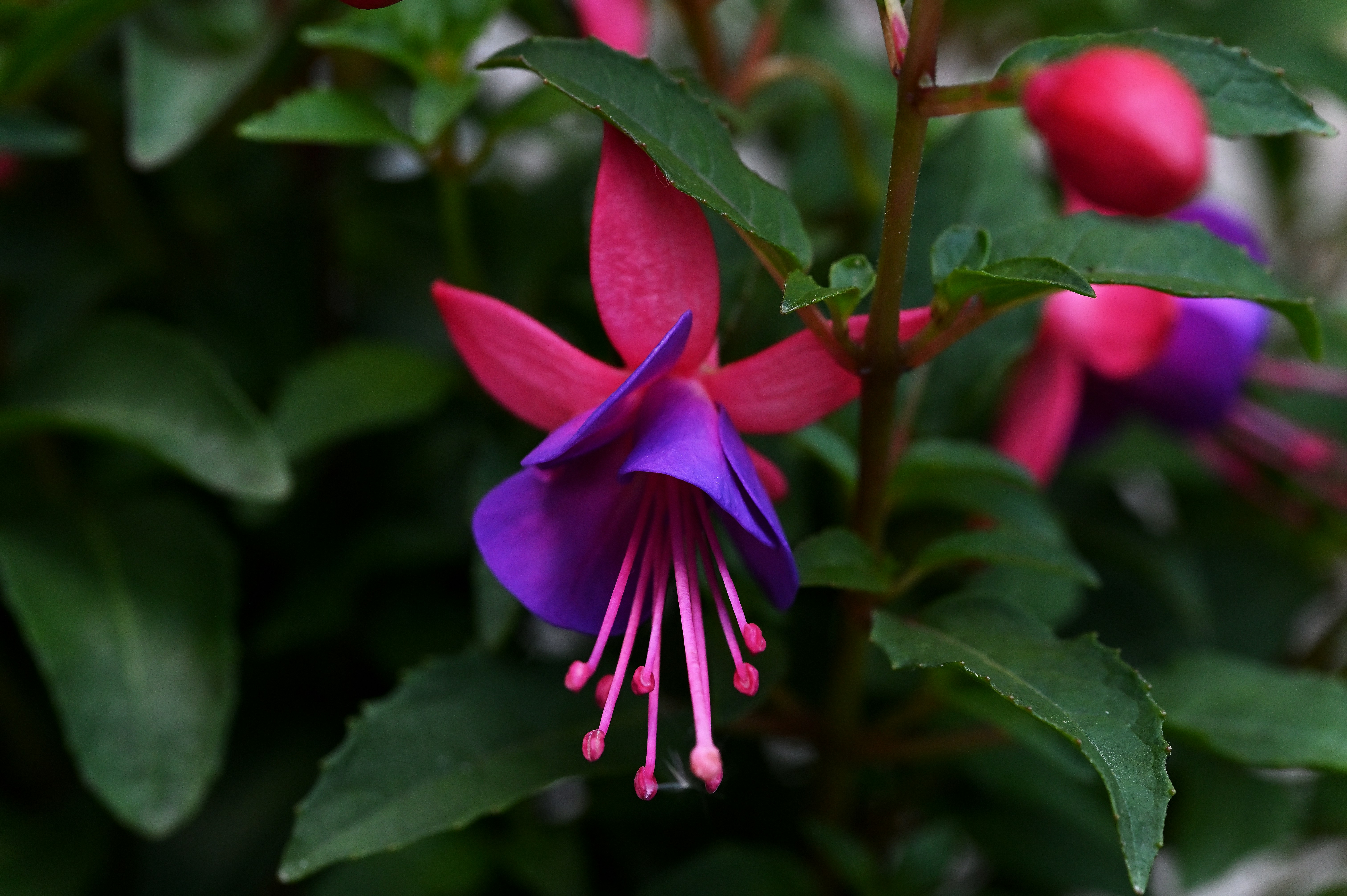 Velvet Fuchsia: A Close-Up Portrait of a Bell-Shape Bloom