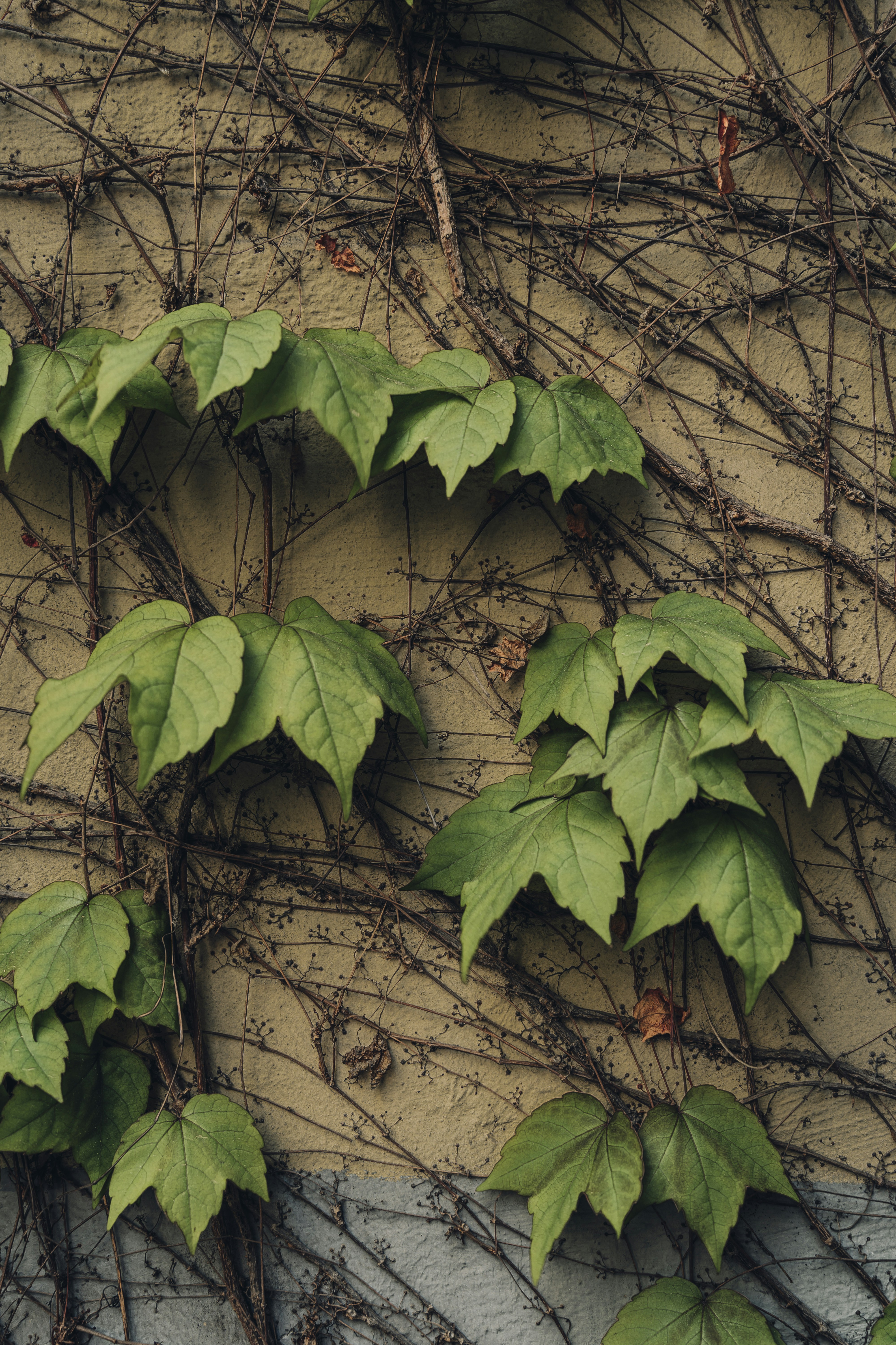 a tree with many leaves