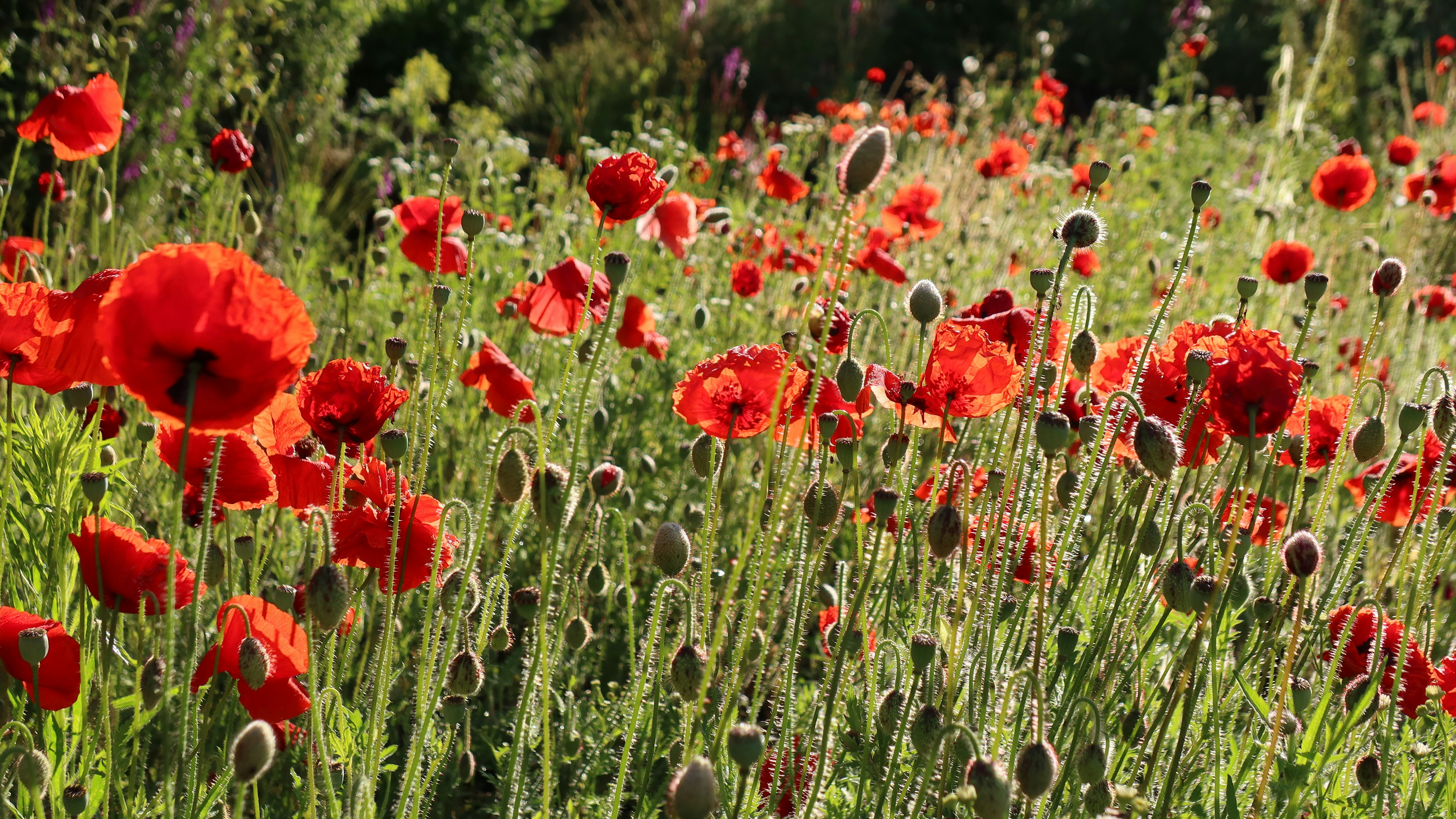 Morning Symphony of Scarlet Poppies