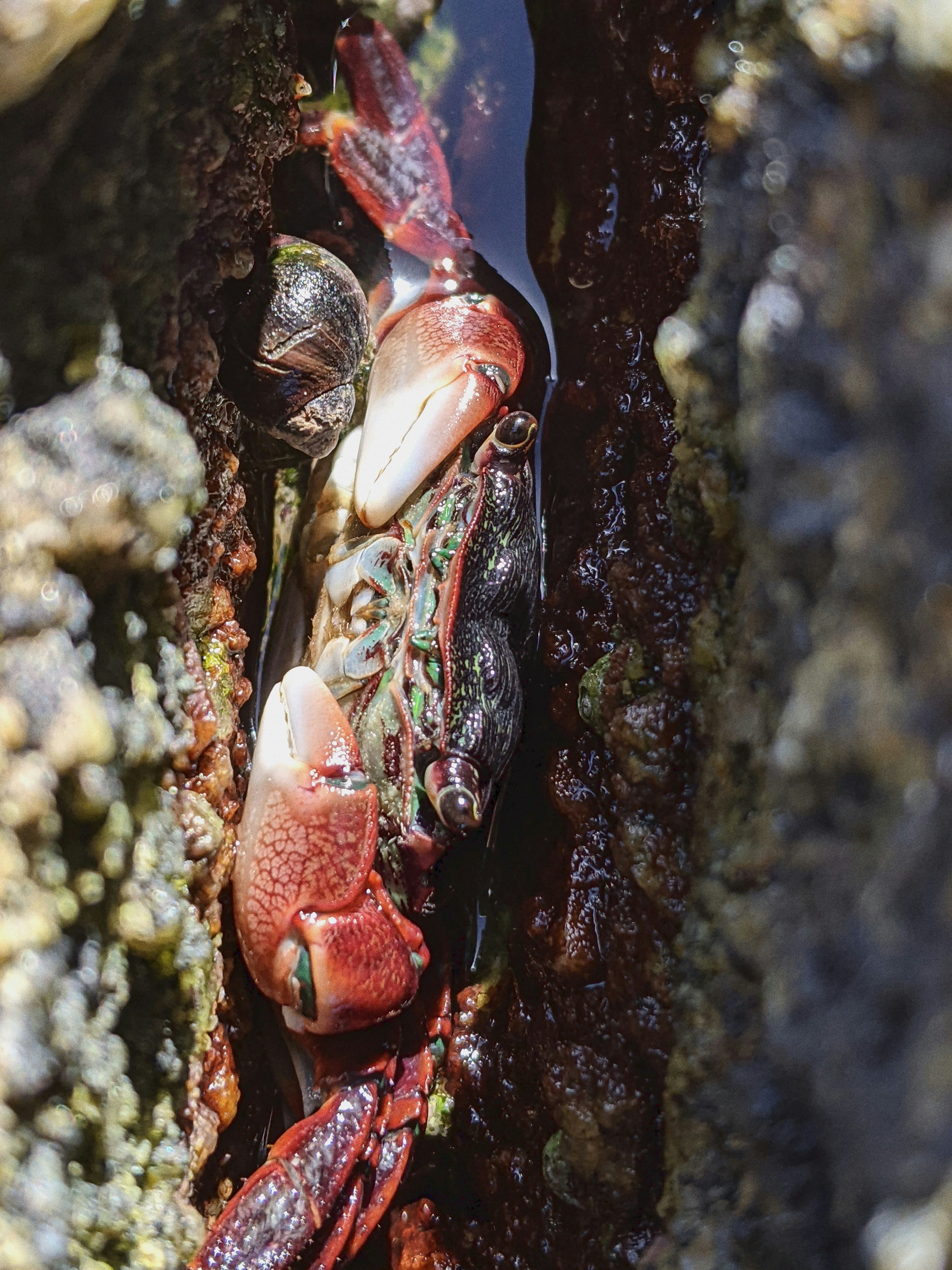 A vibrant crab nestled in a rocky crevice, showcasing its colorful claws and intricate patterns against the natural textures of its surroundings.