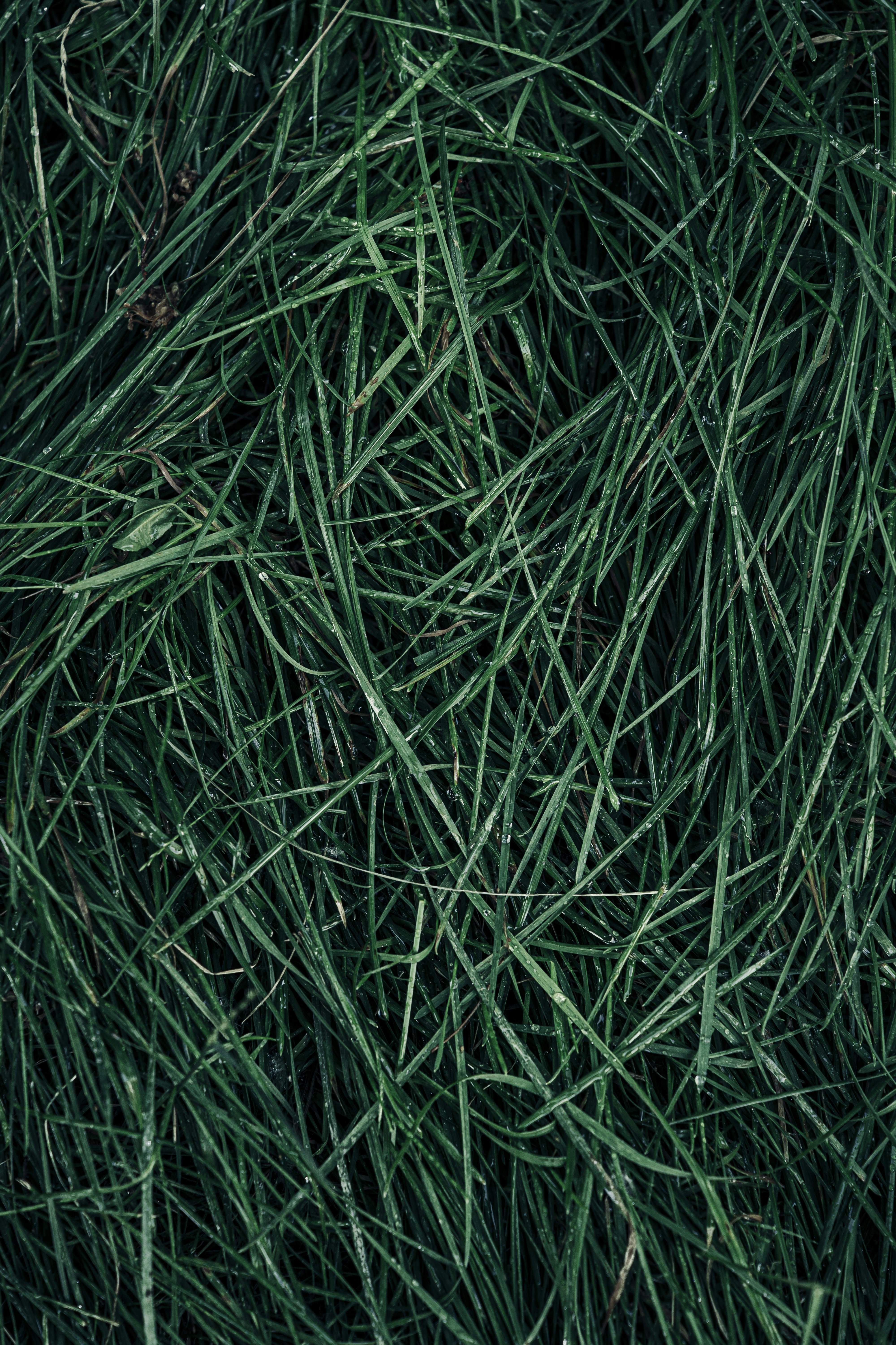 Emerald Tangle: Macro Portrait of Dew-Kissed Grass Blades