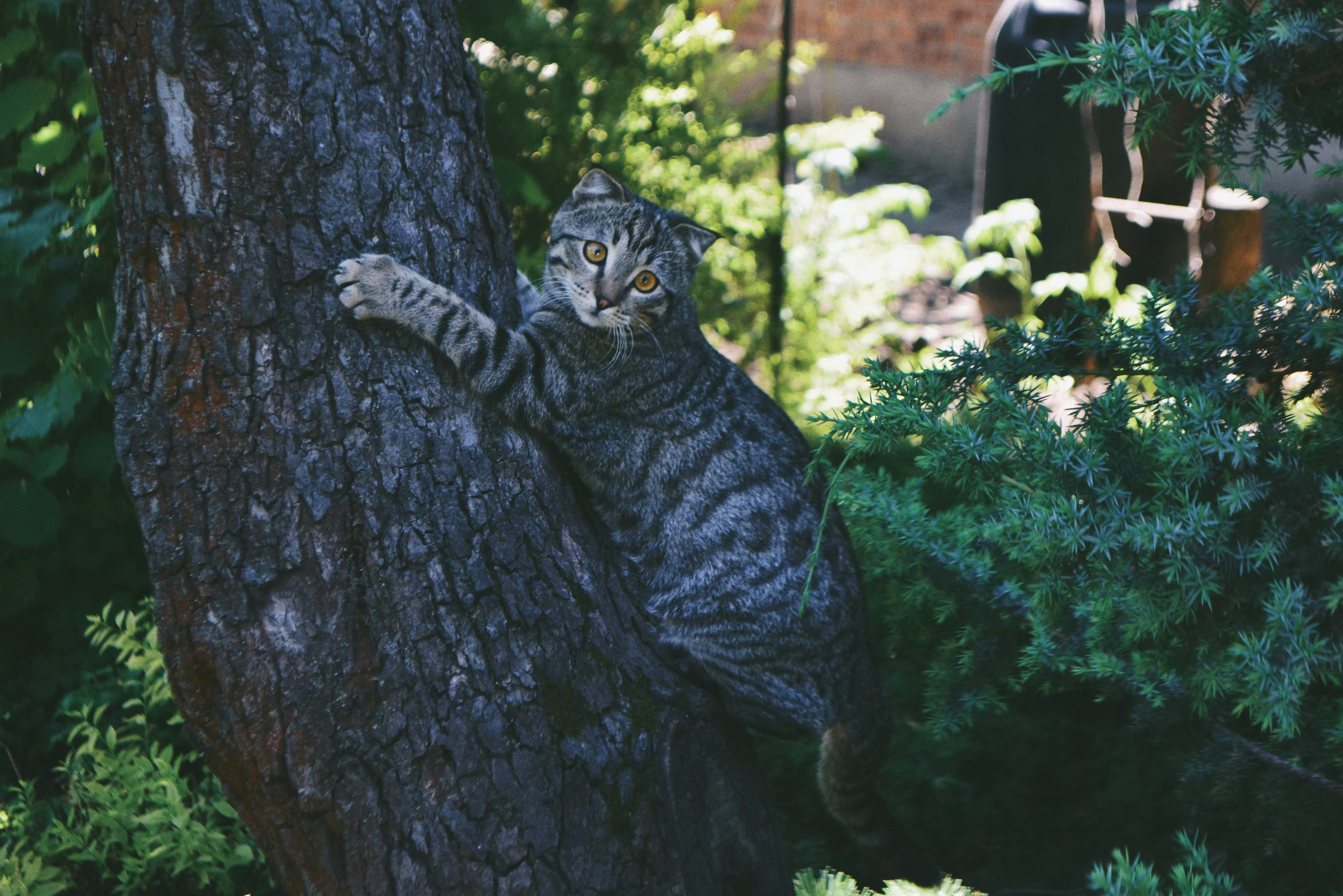 Gray Tabby Clinging to Sunlit Bark: Garden Acrobat