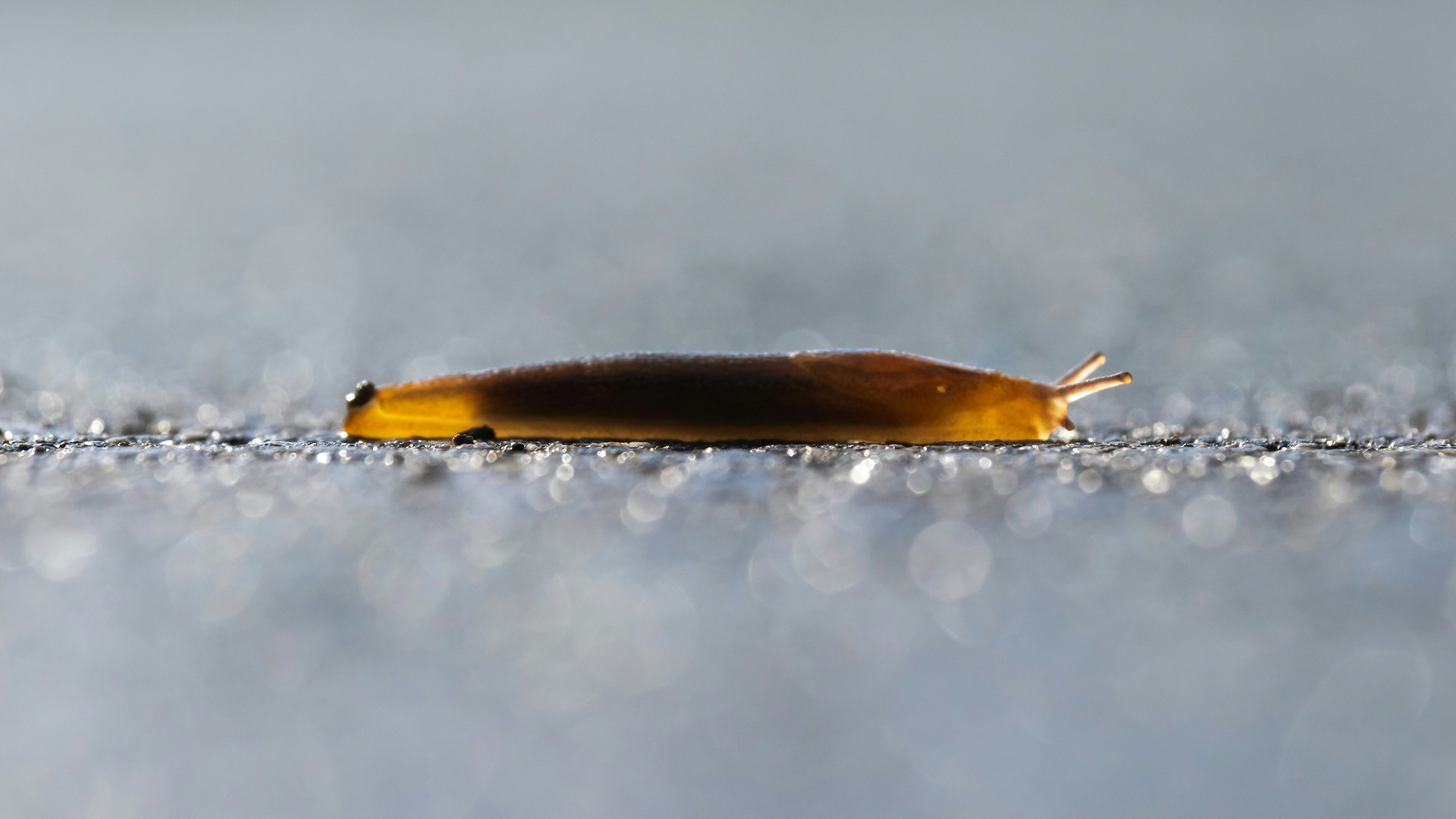 small slug crawling on the ground with light shining behind