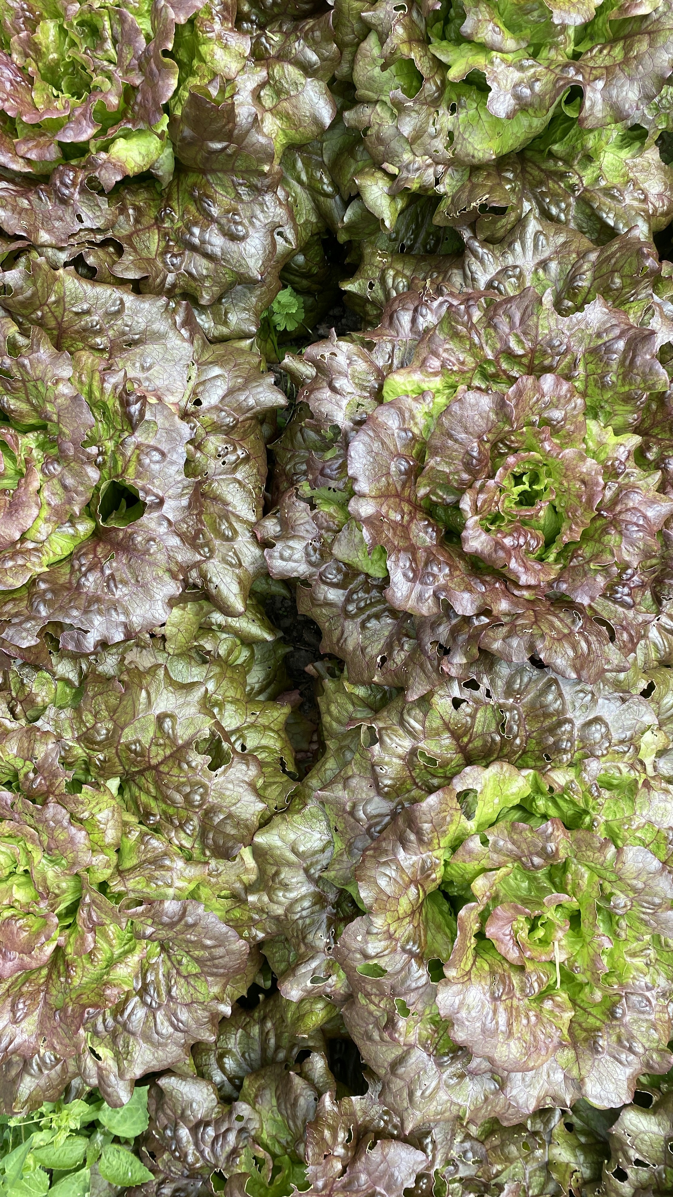 Crimson Crest: a close-up study of red-leaf lettuce in a lush bed