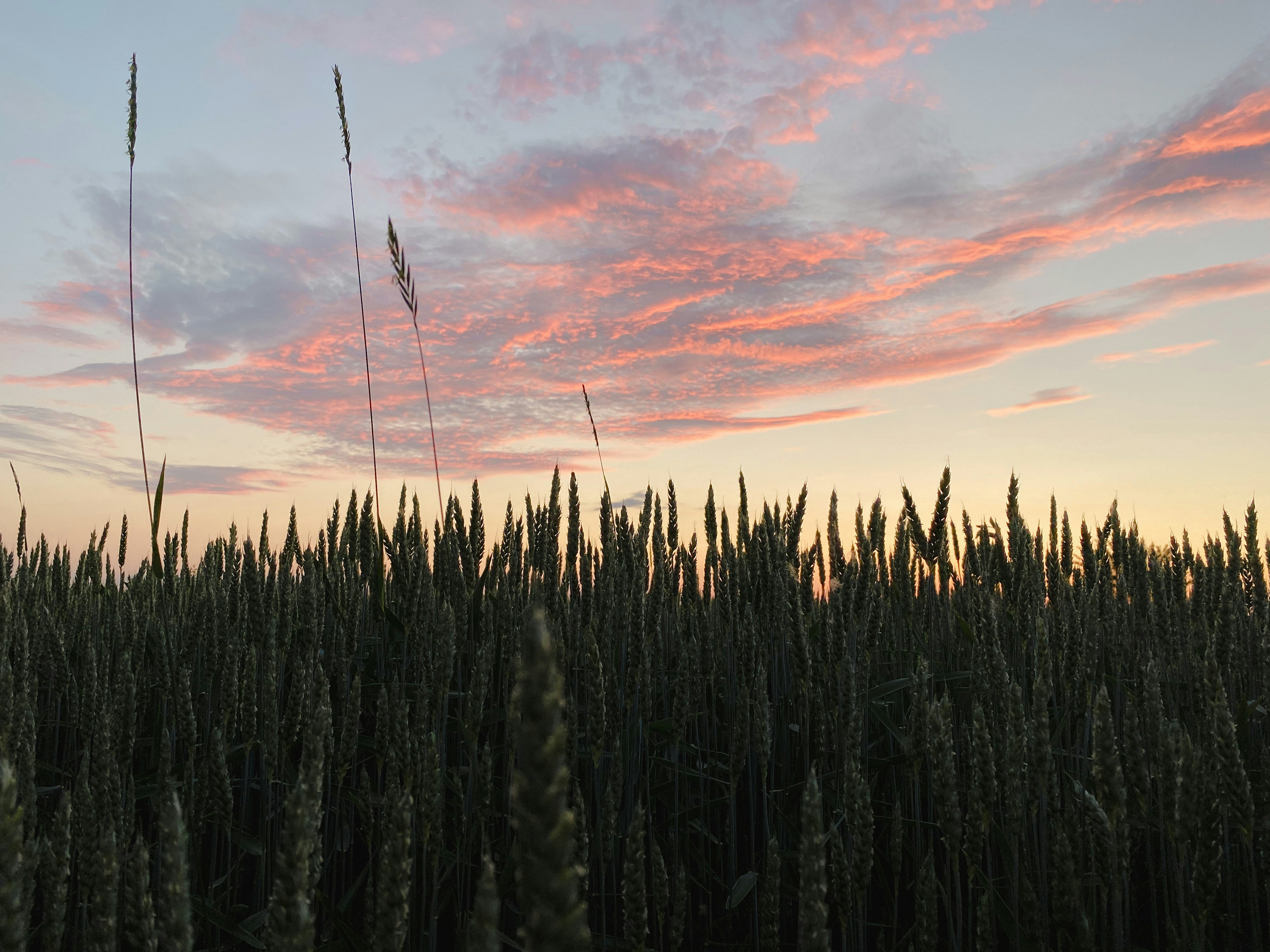 Crimson Heavens Over a Quiet Wheat Field at Dusk