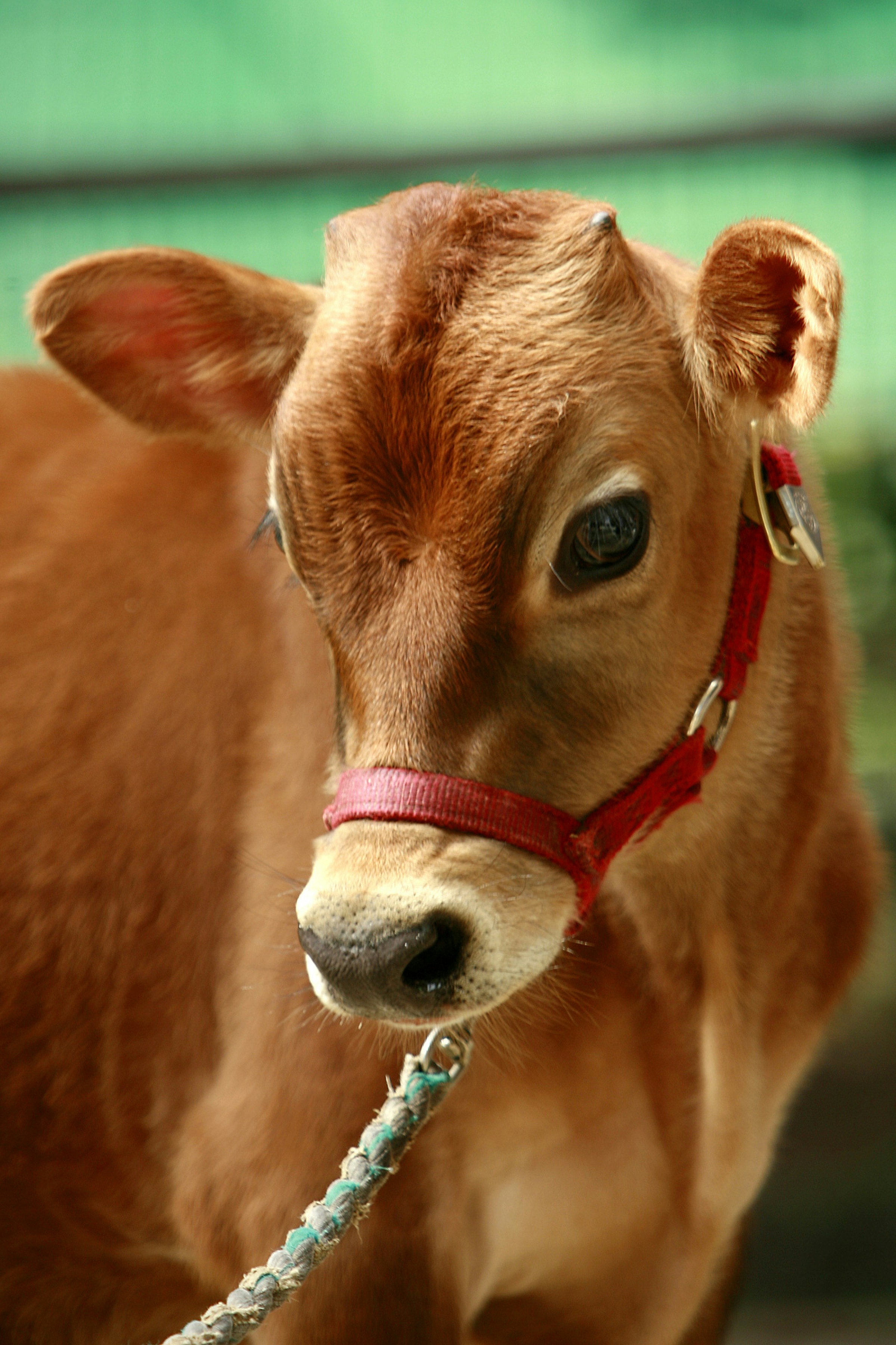 Close-up photograph of a brown calf wearing a red halter, its gaze directed at the camera against a softly blurred green background.