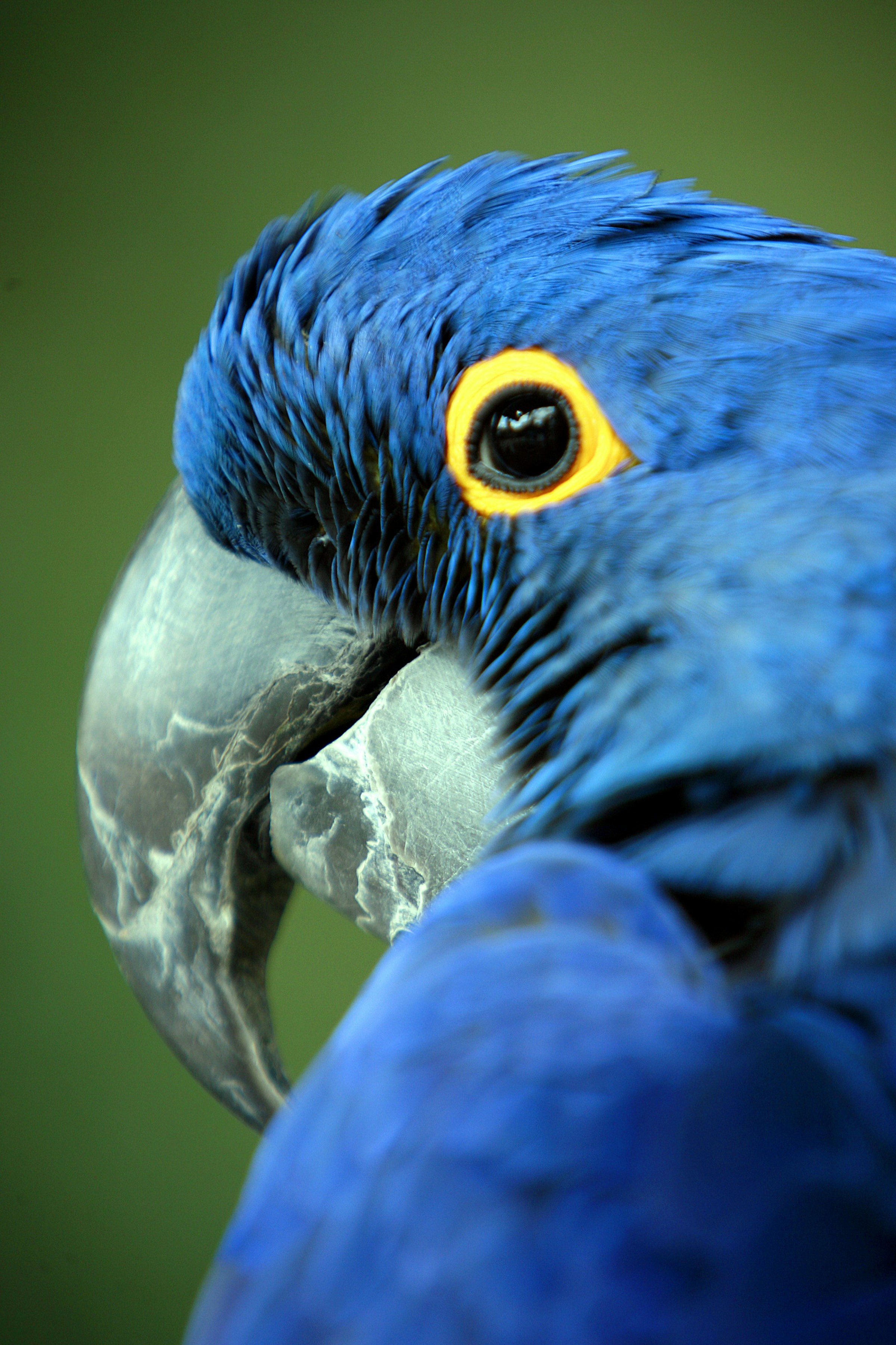 Close-up of a vibrant blue macaw showcasing its striking eye and textured feathers against a soft background.