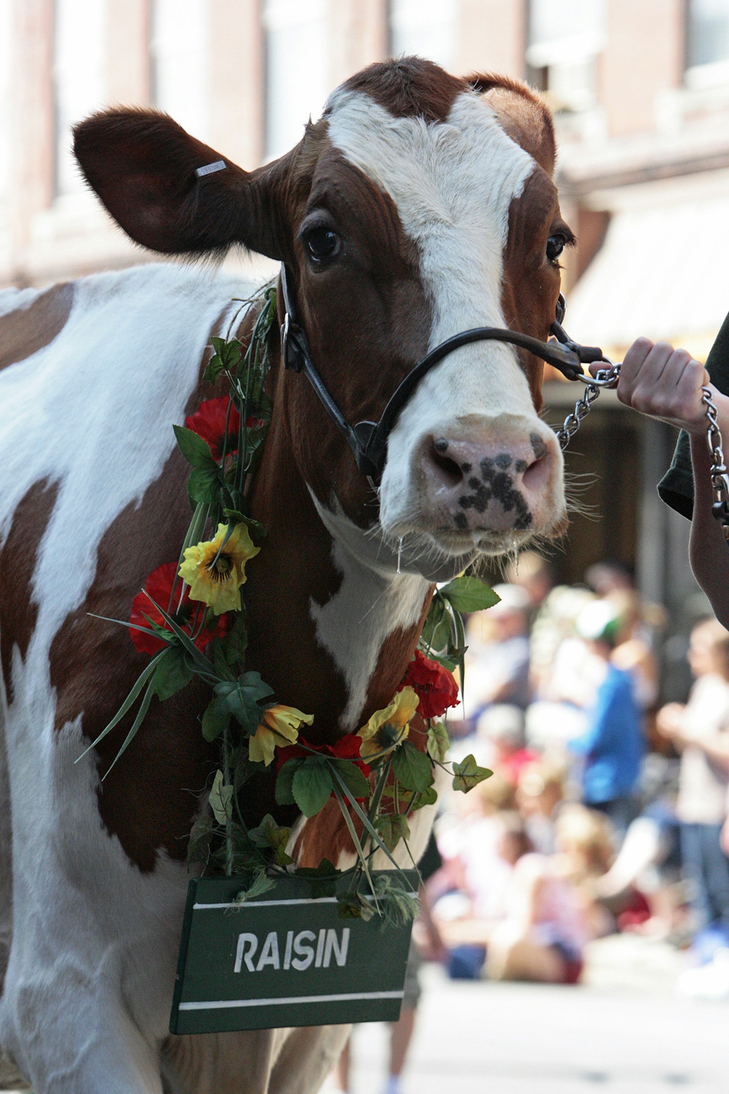 Flowered Bridle, White-Spot Cattle: A Parade of Raisin