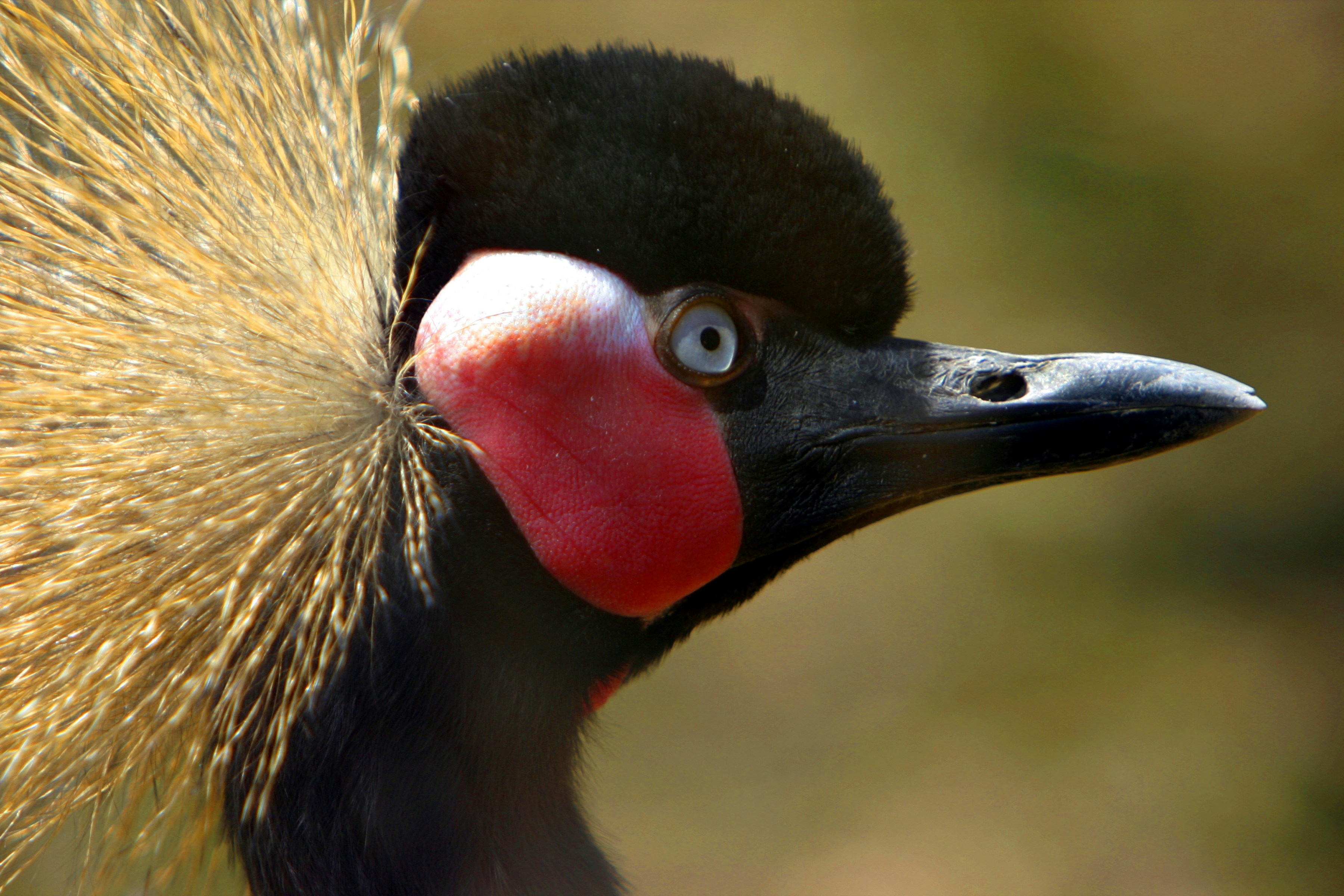 Close-up of a crowned crane showcasing its vibrant plumage and striking facial features.