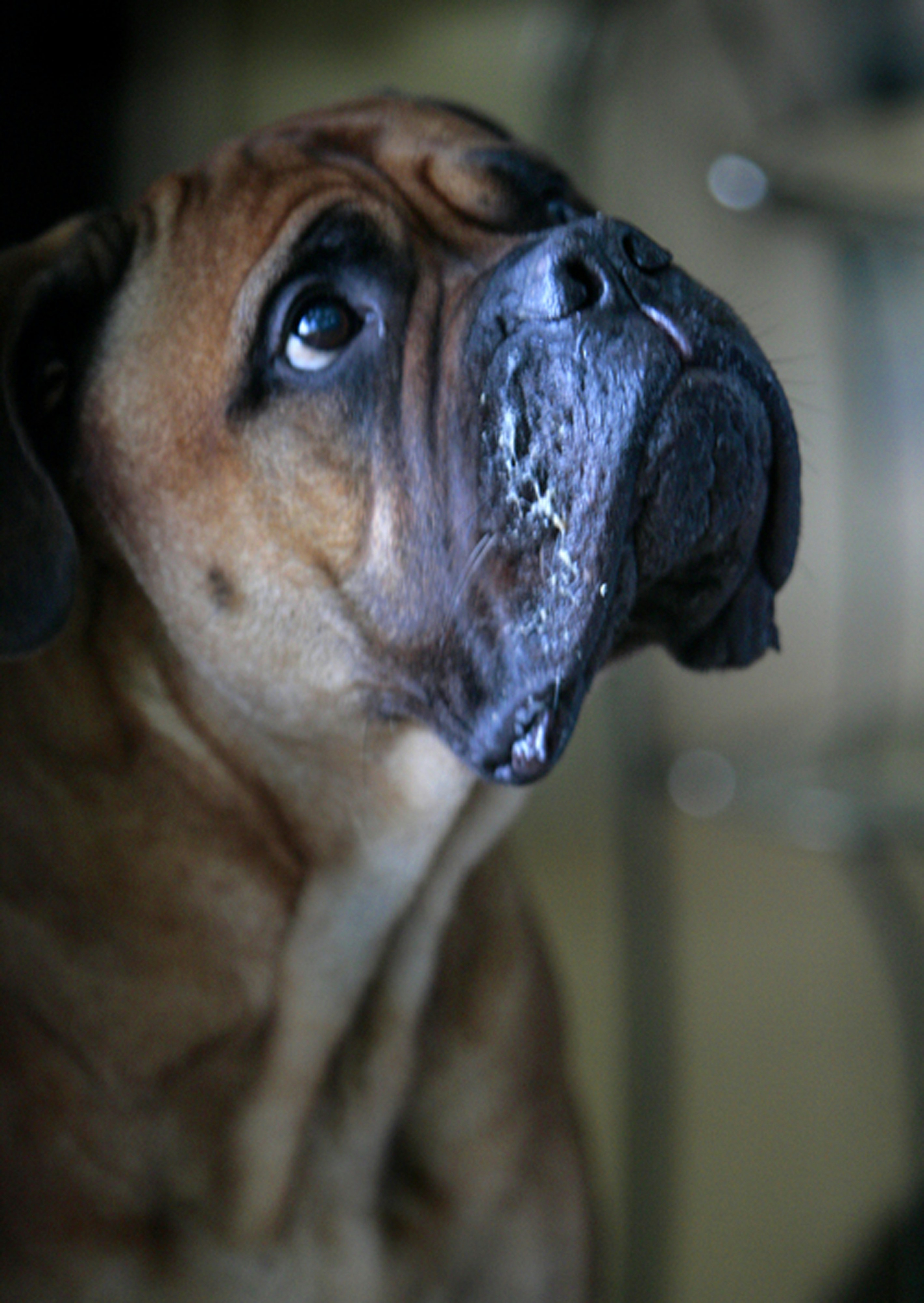 Dogs making faces | 67 best free dog, mammal, animal and pet photos on ...