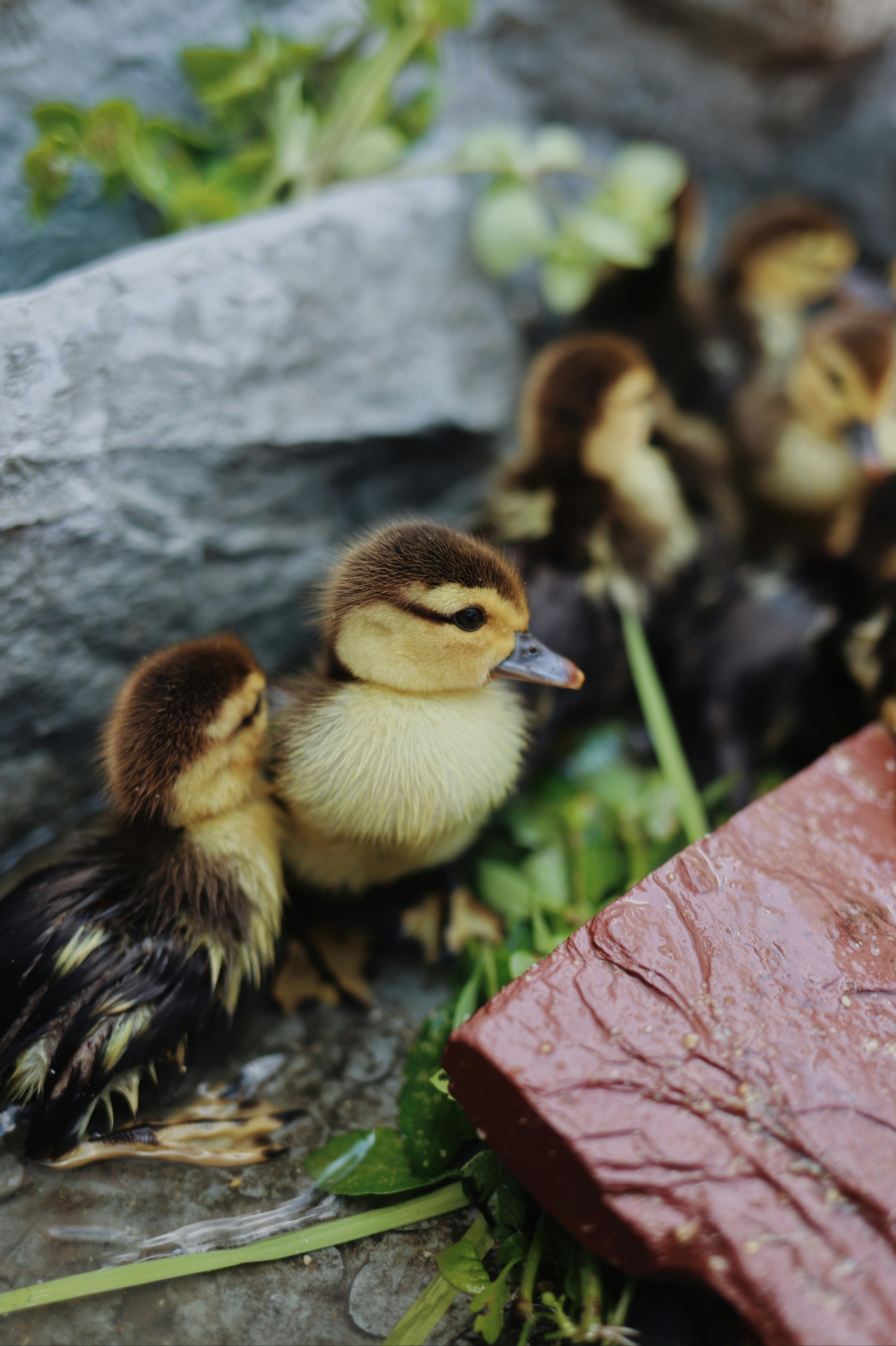 First Step Beyond the Rock: Chubby Ducklings in Quiet Corner