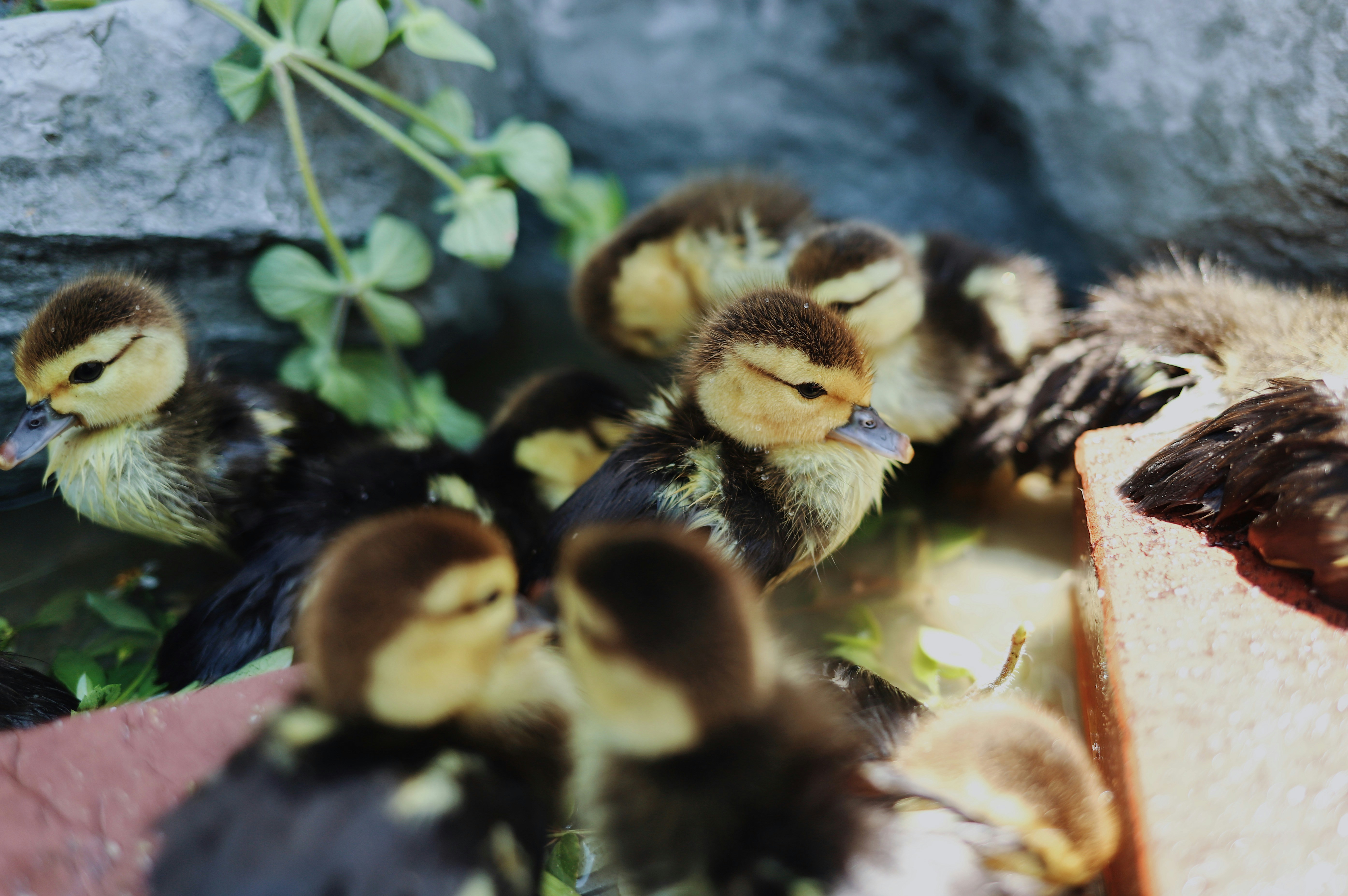 a group of baby ducks