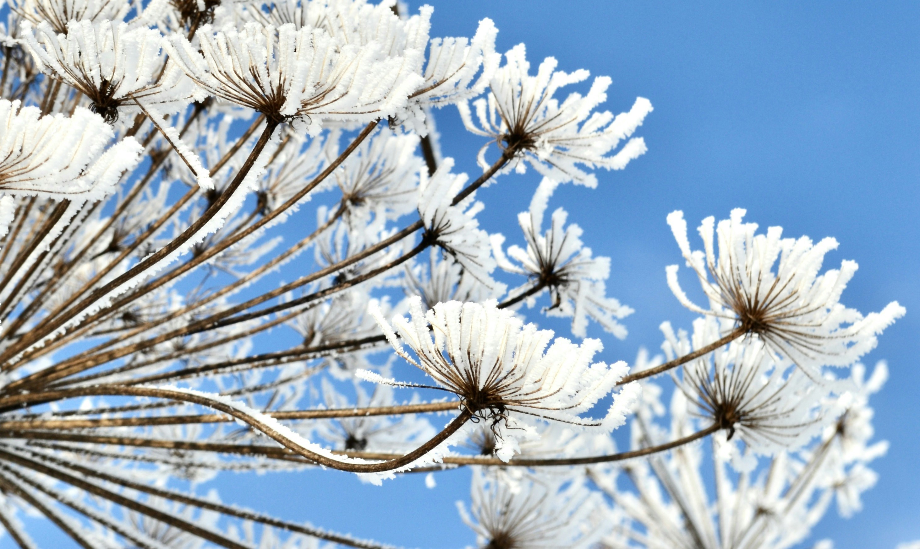 Delicate frost-covered flowers against a clear blue sky, showcasing the intricate beauty of winter's touch.