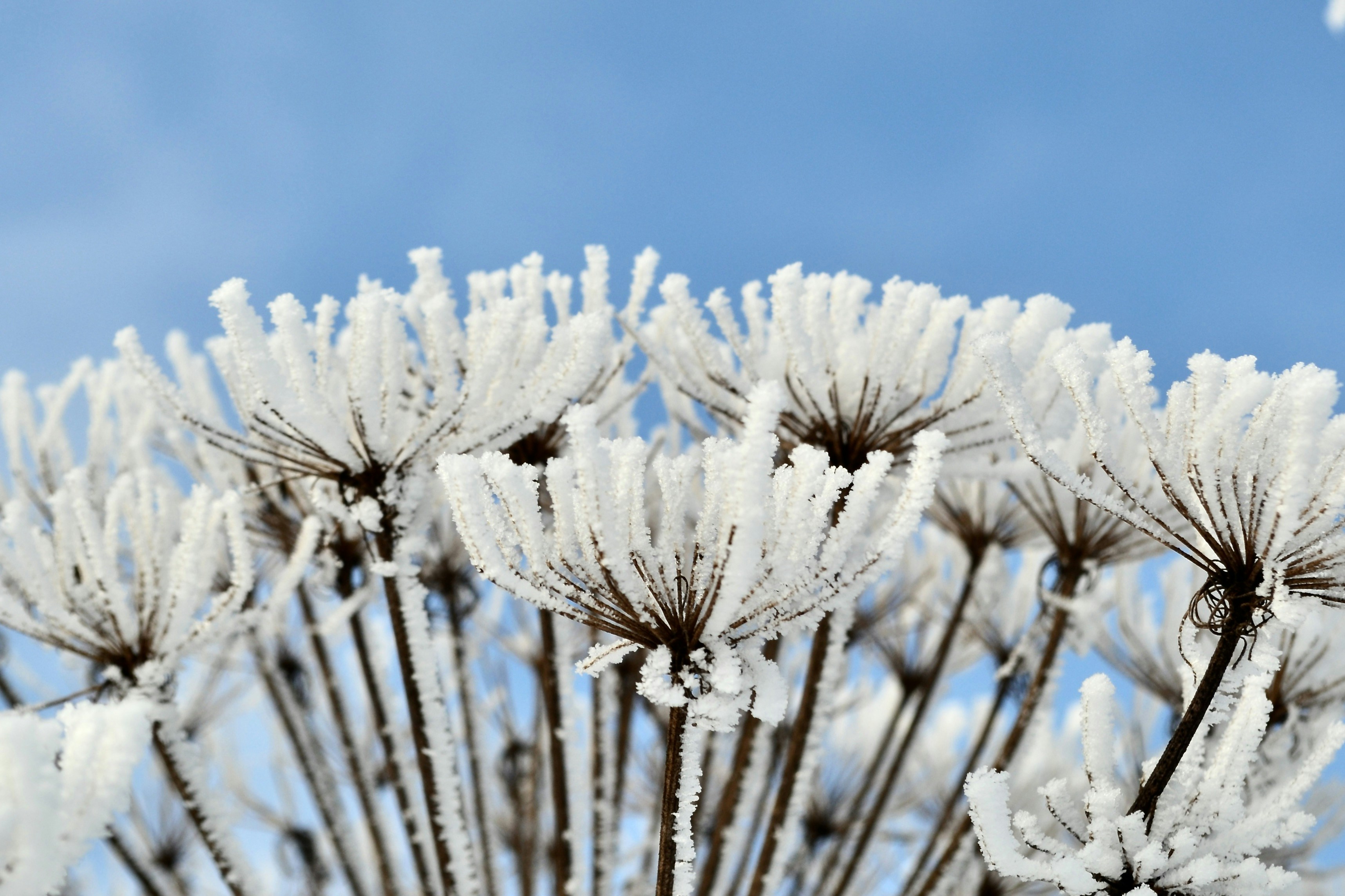 Delicate flower heads coated in frost against a bright blue sky, showcasing winter's intricate beauty.