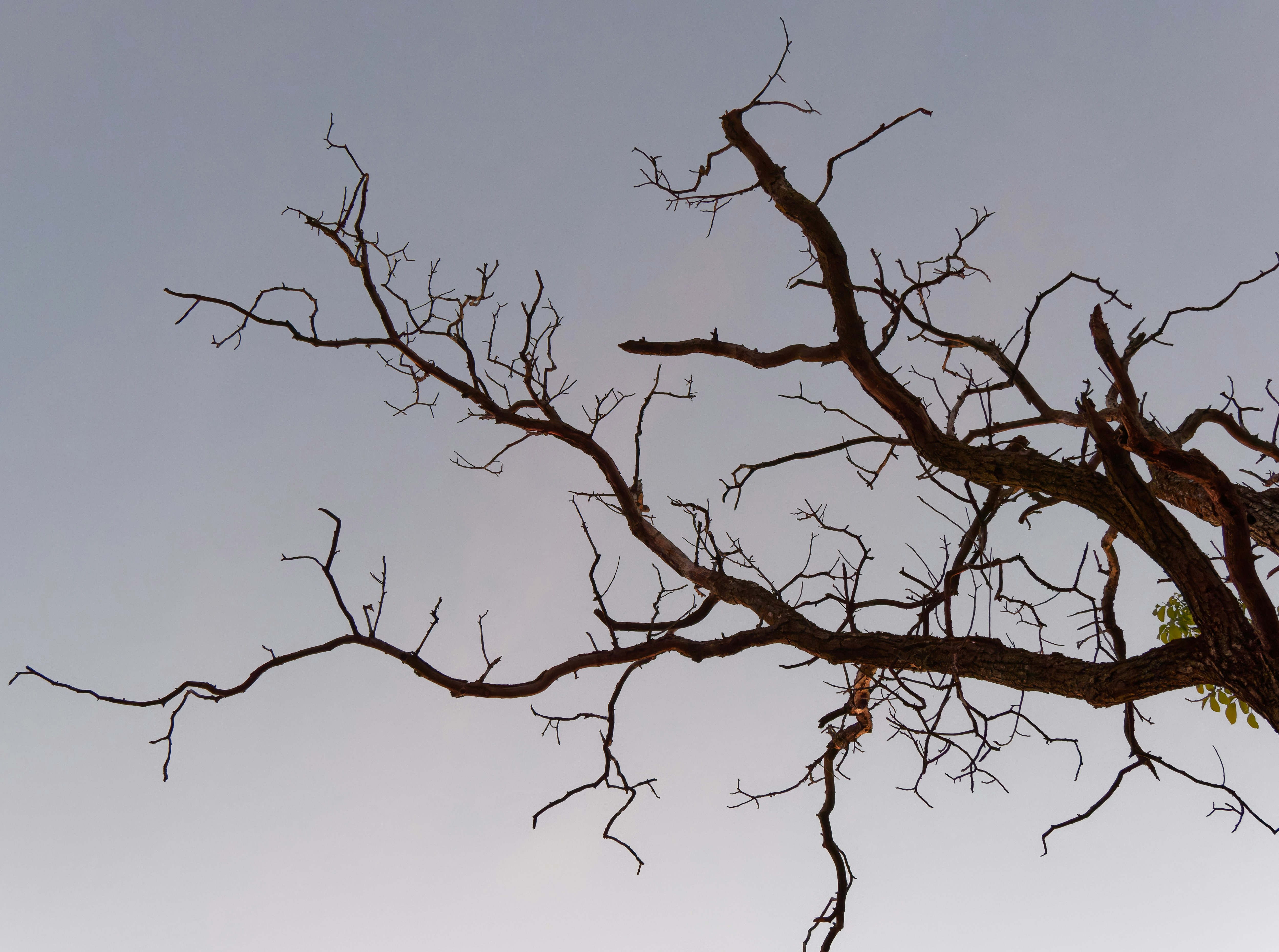 A gnarled tree branch stretches across the sky, showcasing intricate patterns against a soft gradient backdrop.