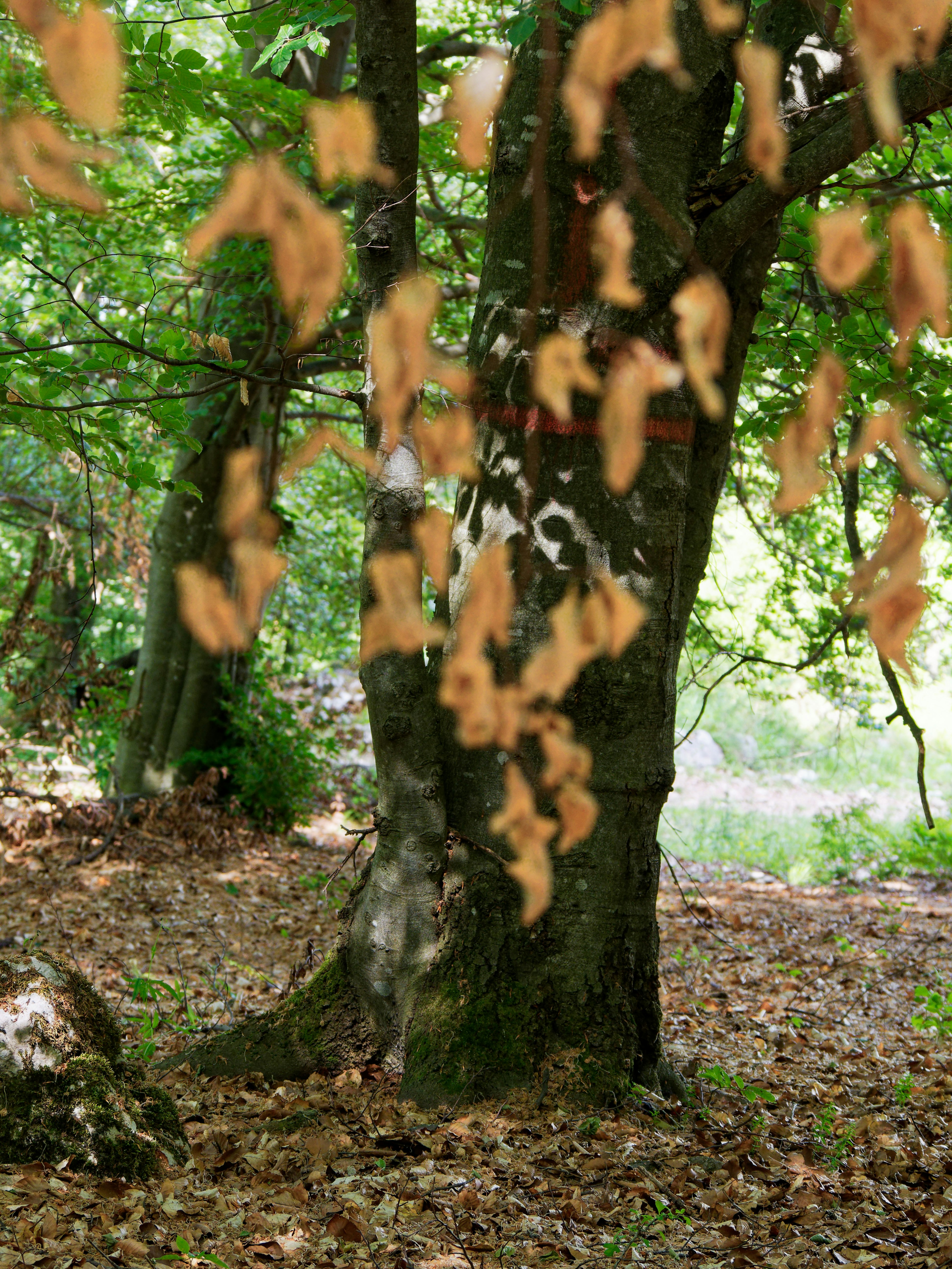 a tree with many branches