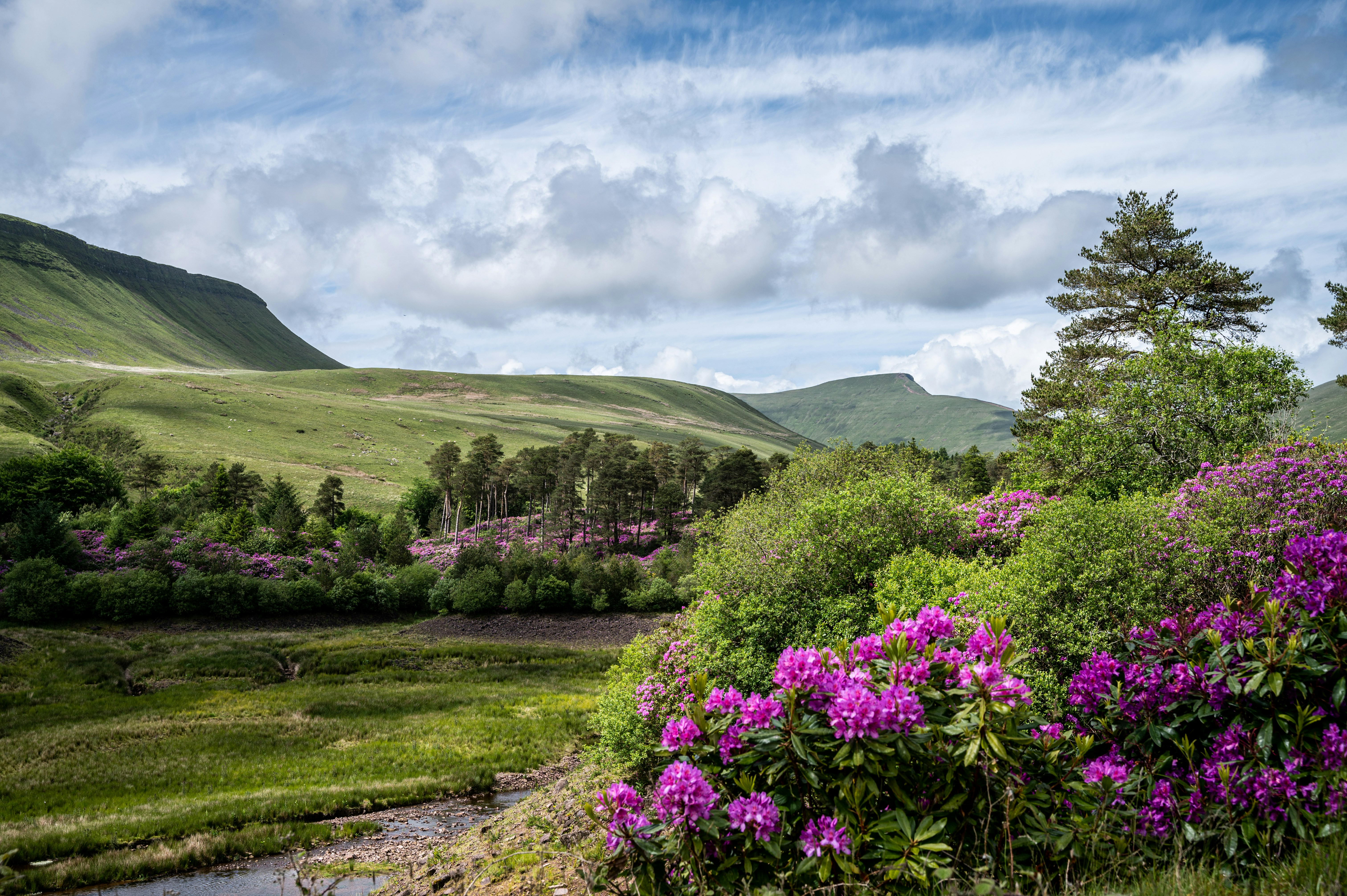 Rhododendron Ridge Over a Quiet Highland Moor