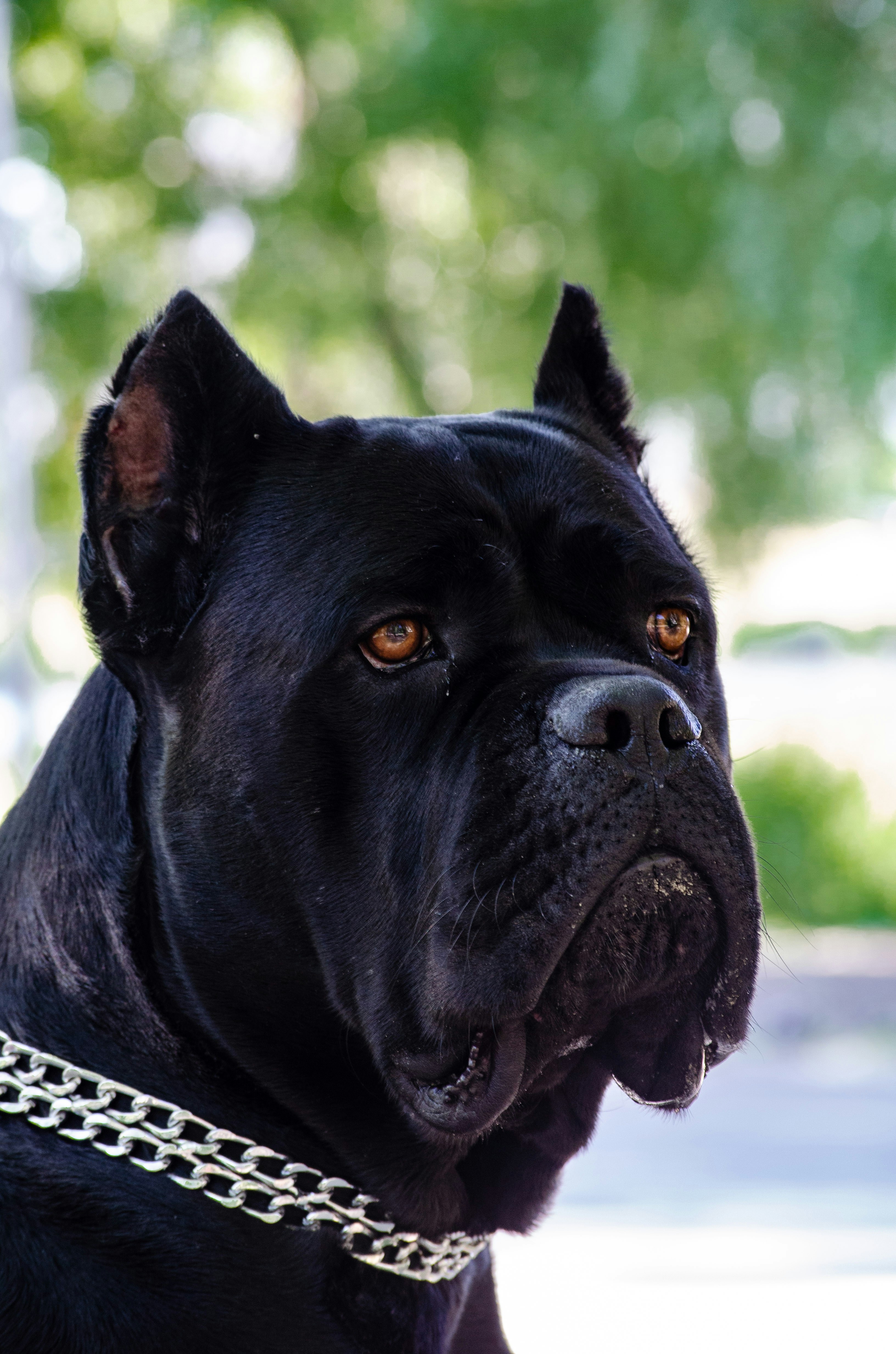 Black Mastiff