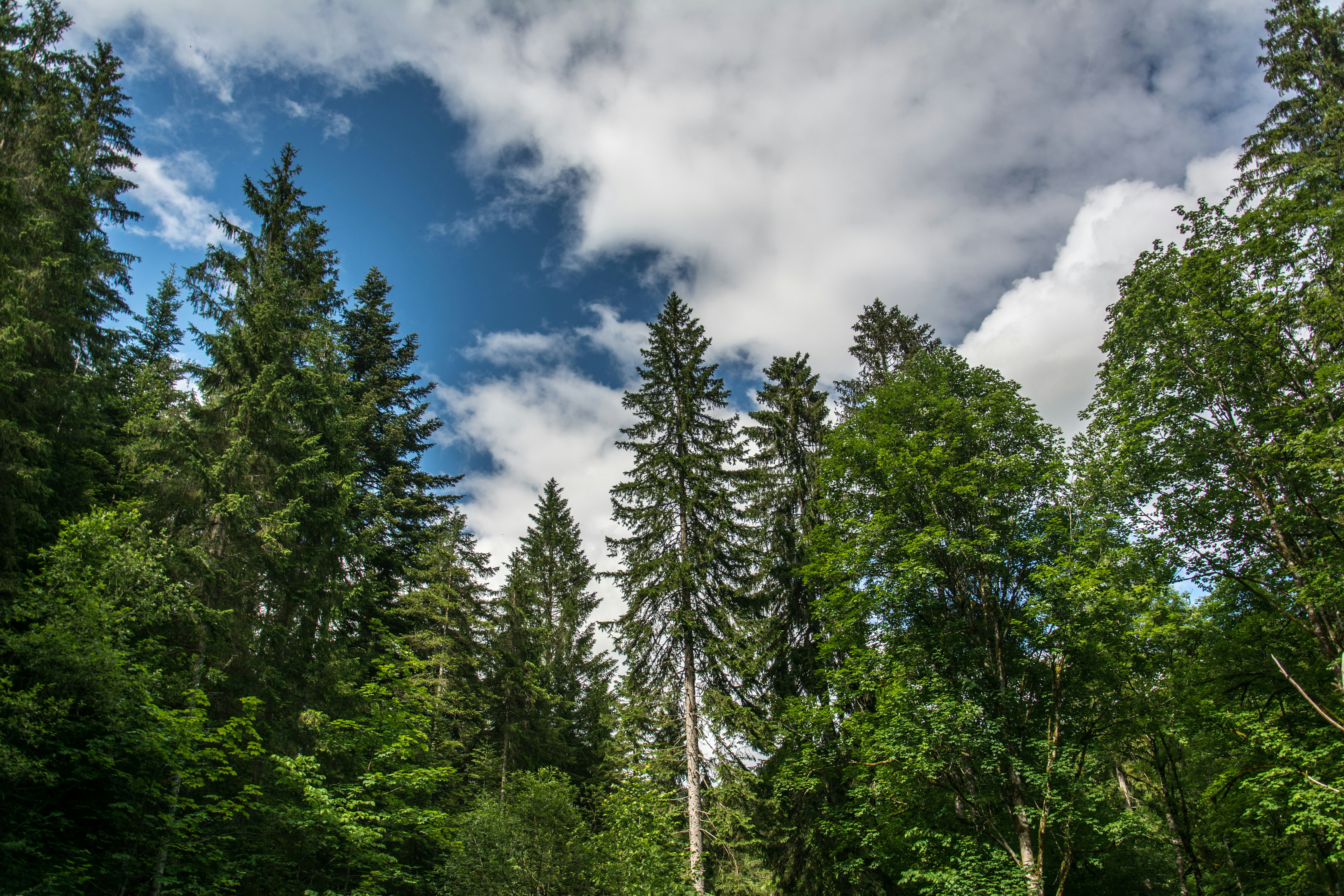 A group of trees photo – Free Môtiers Image on Unsplash