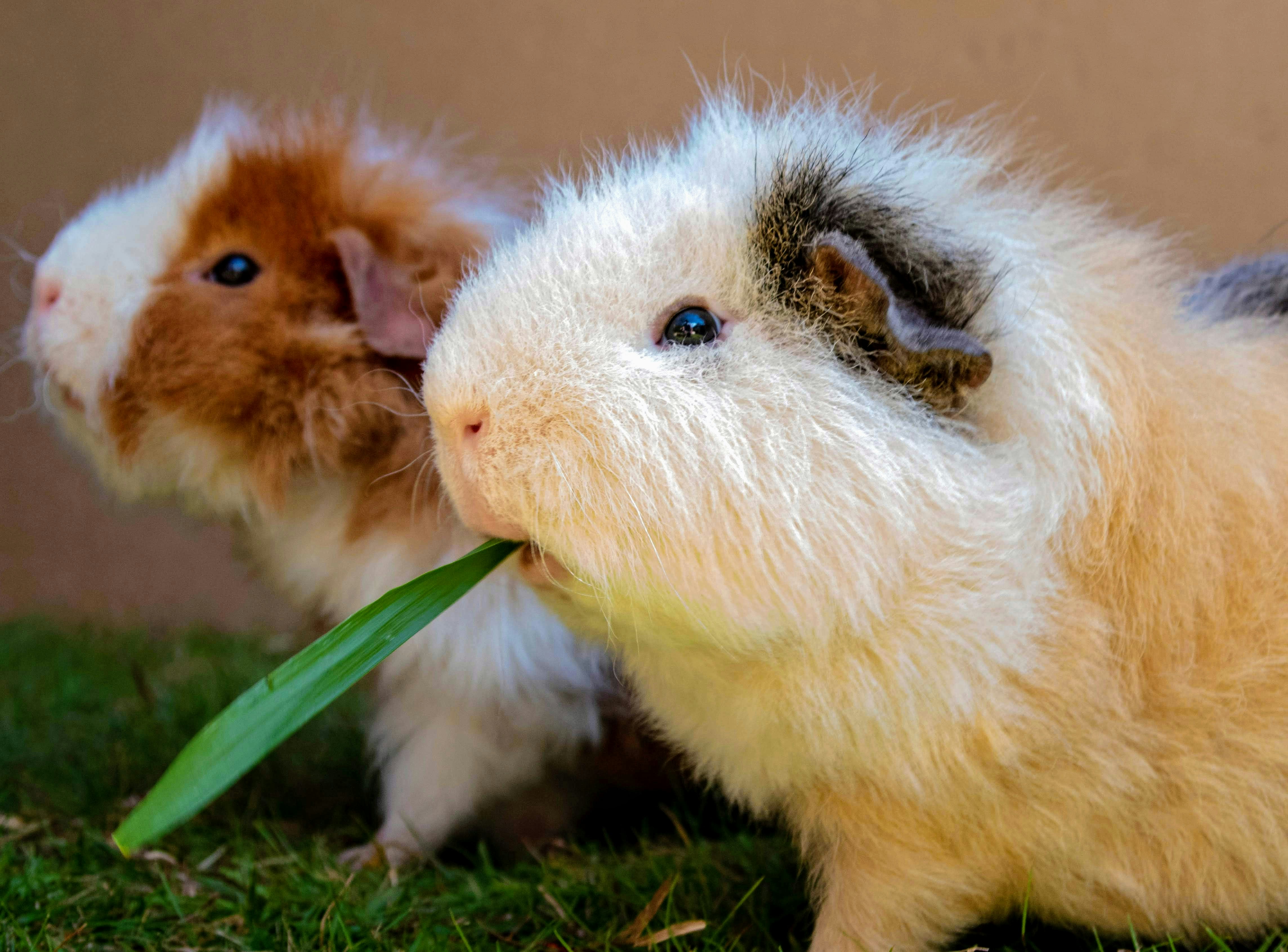 Two guinea pigs munching on a fresh blade of grass, showcasing their fluffy coats and playful expressions.
