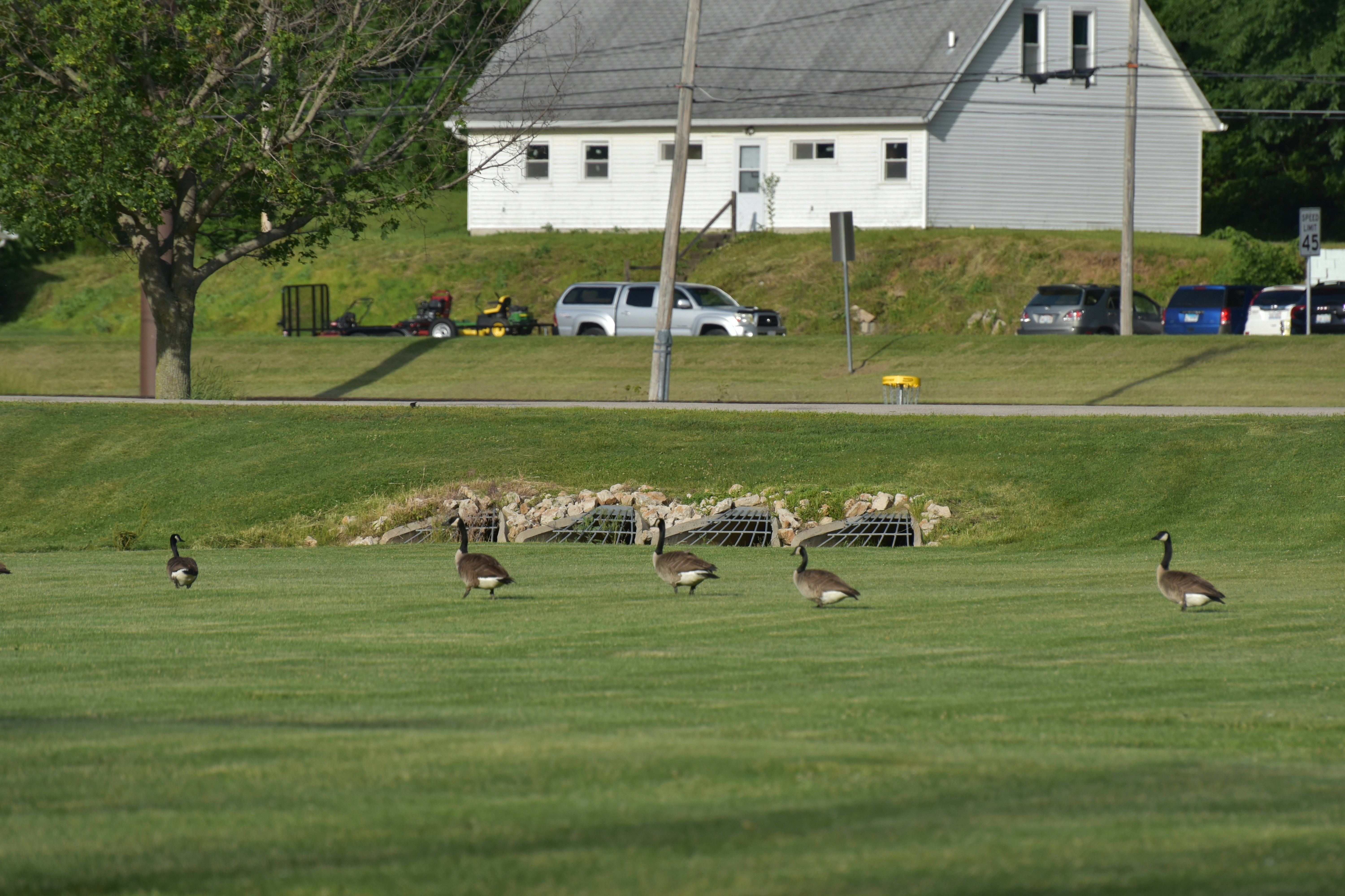 Canada Geese in a Park: Row of Migrants Pausing by a Suburban Field