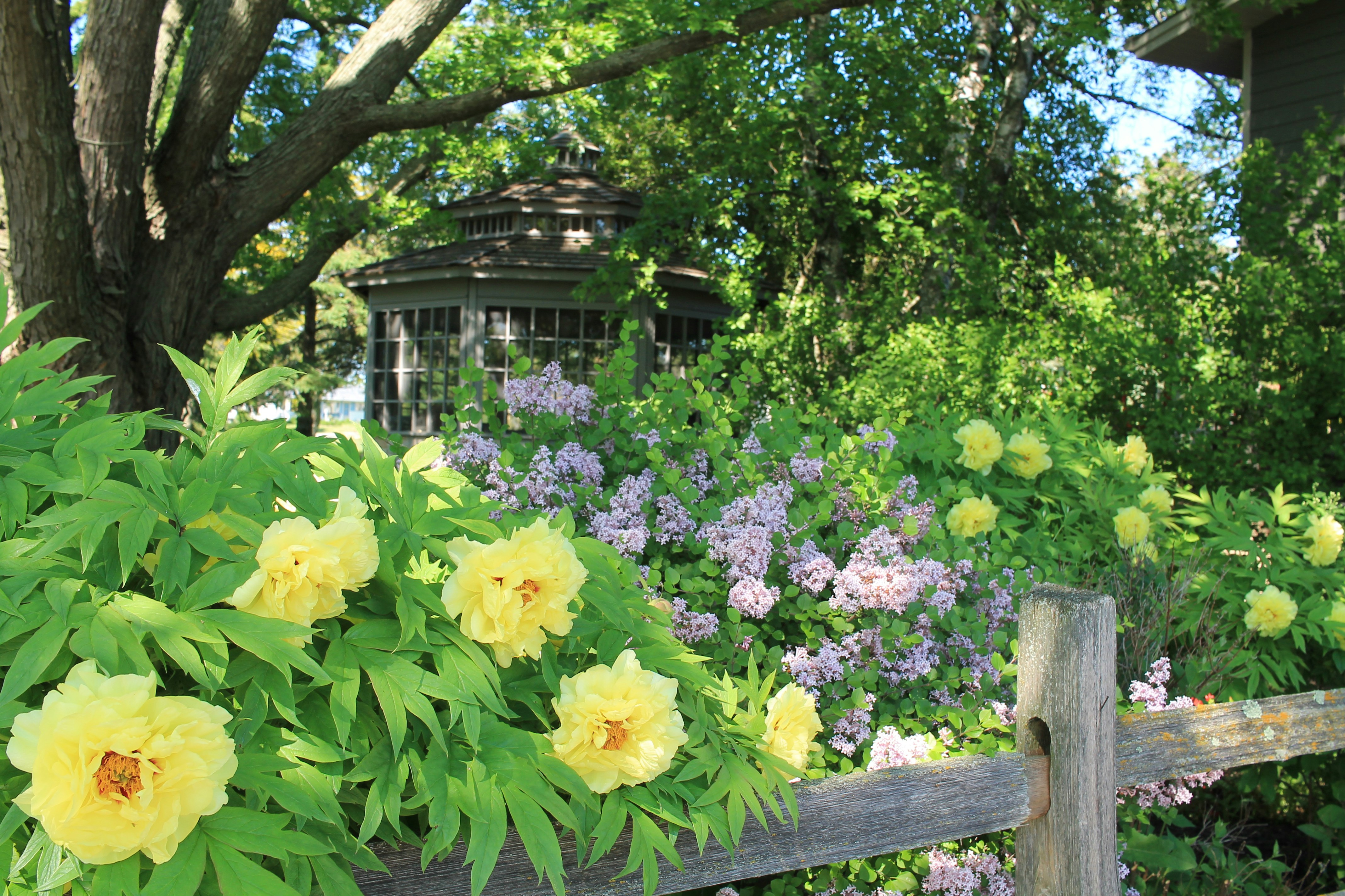 Sunlit Yellow Peonies Framing a Rustic Garden Gate